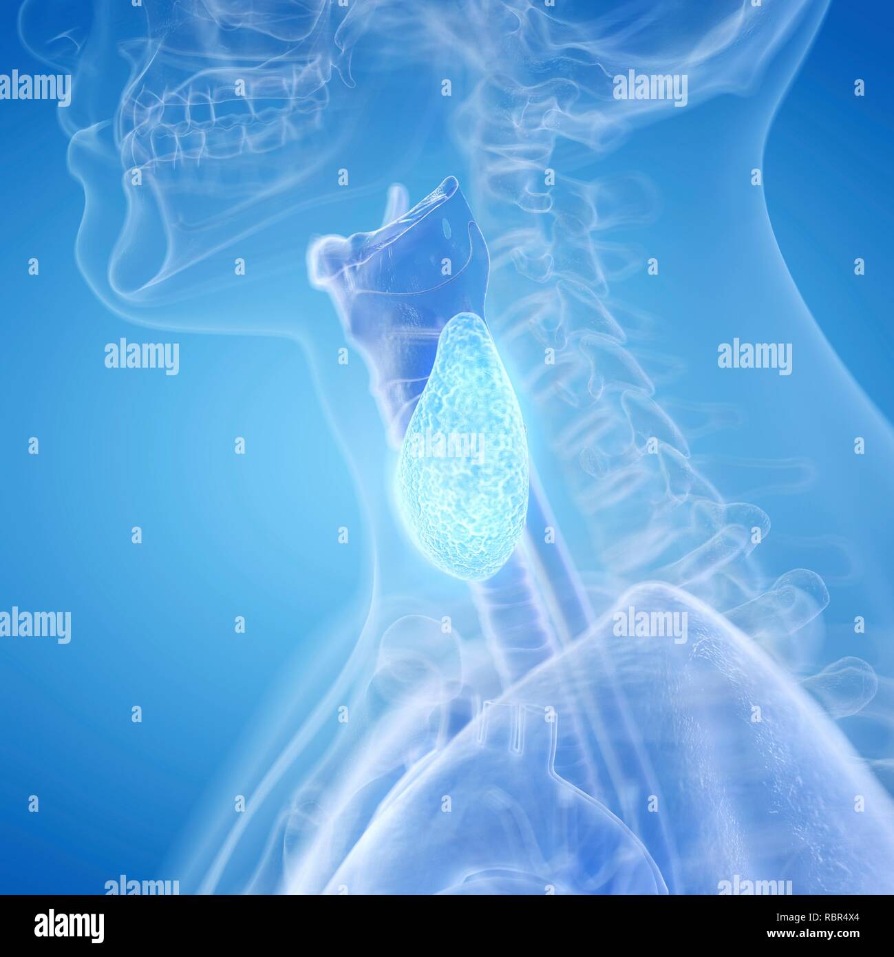 Illustration of the thyroid gland Stock Photo - Alamy