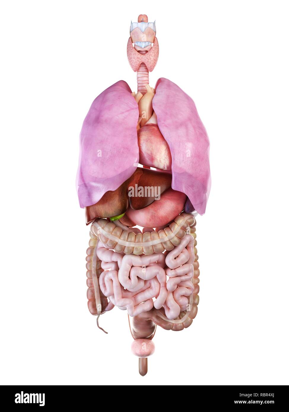 Illustration of the human organs Stock Photo - Alamy