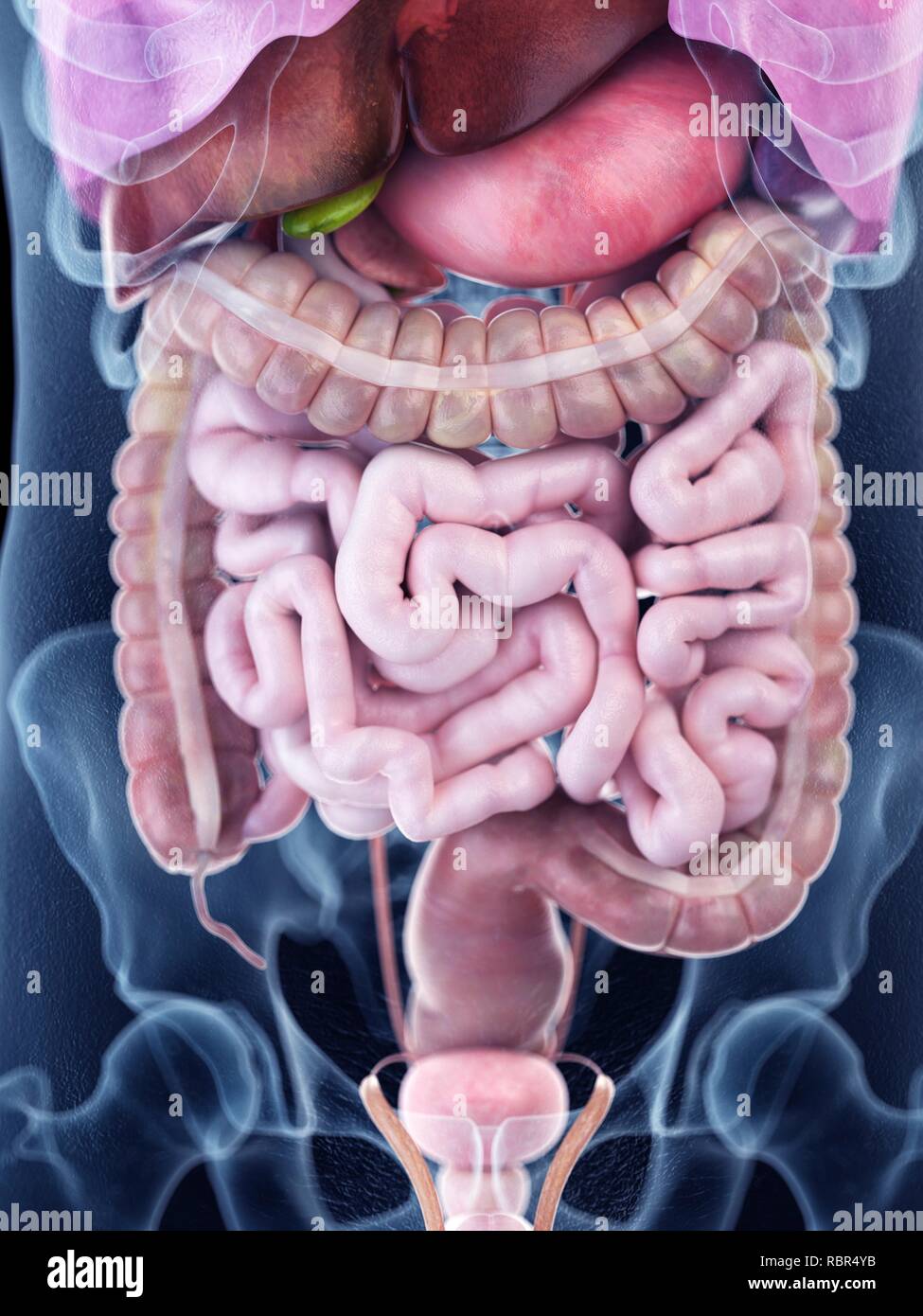Illustration of the human abdominal anatomy Stock Photo - Alamy