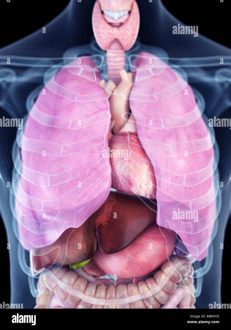 Illustration of the human thorax anatomy Stock Photo - Alamy