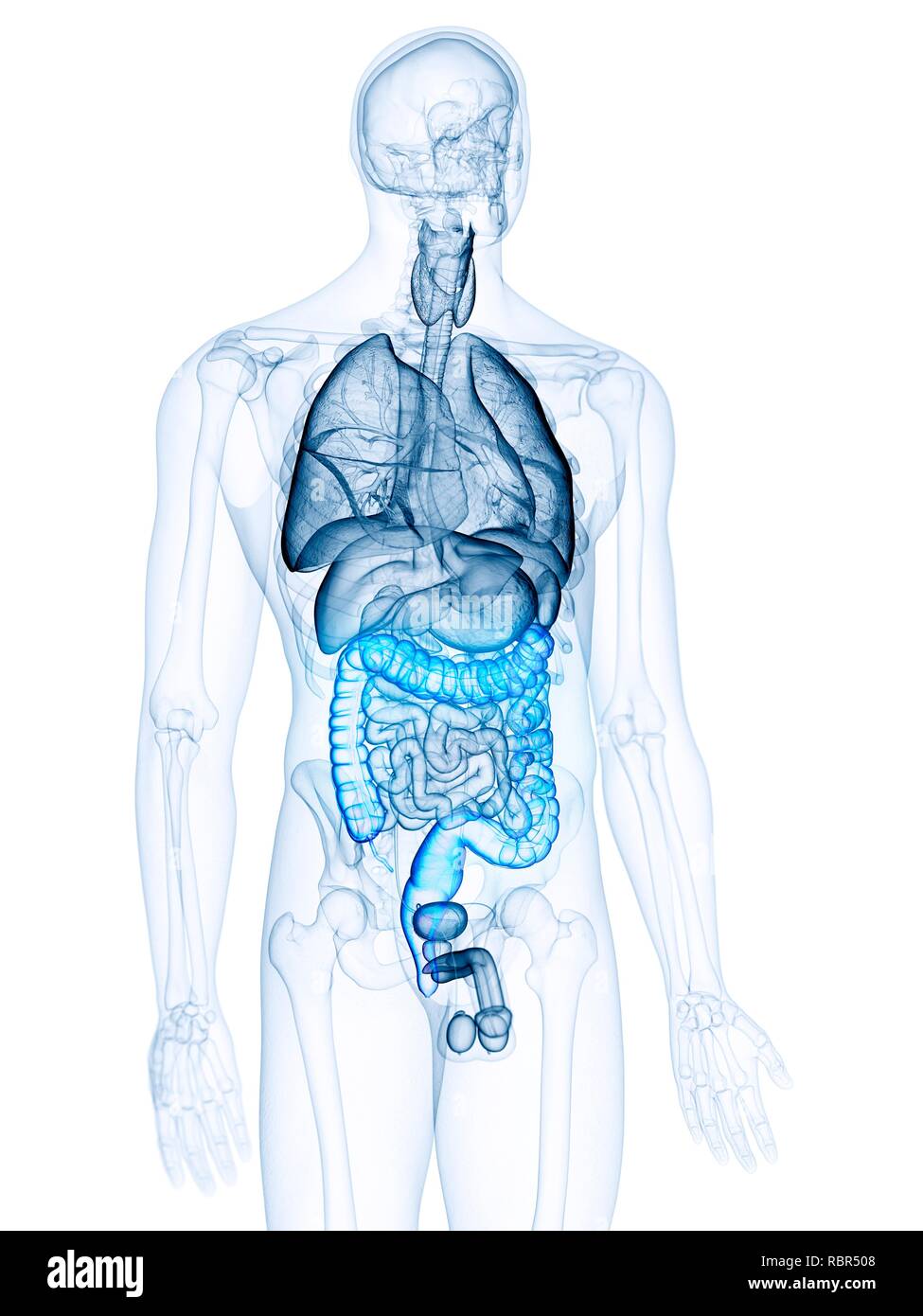 Illustration of the colon Stock Photo - Alamy