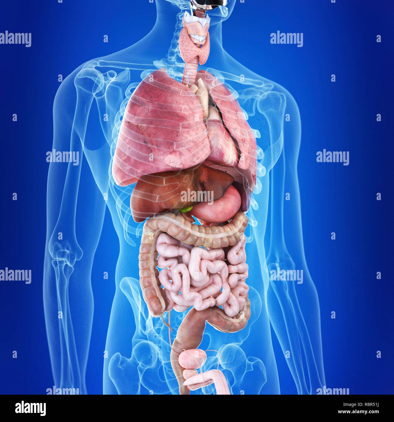 Illustration of the human organs Stock Photo - Alamy