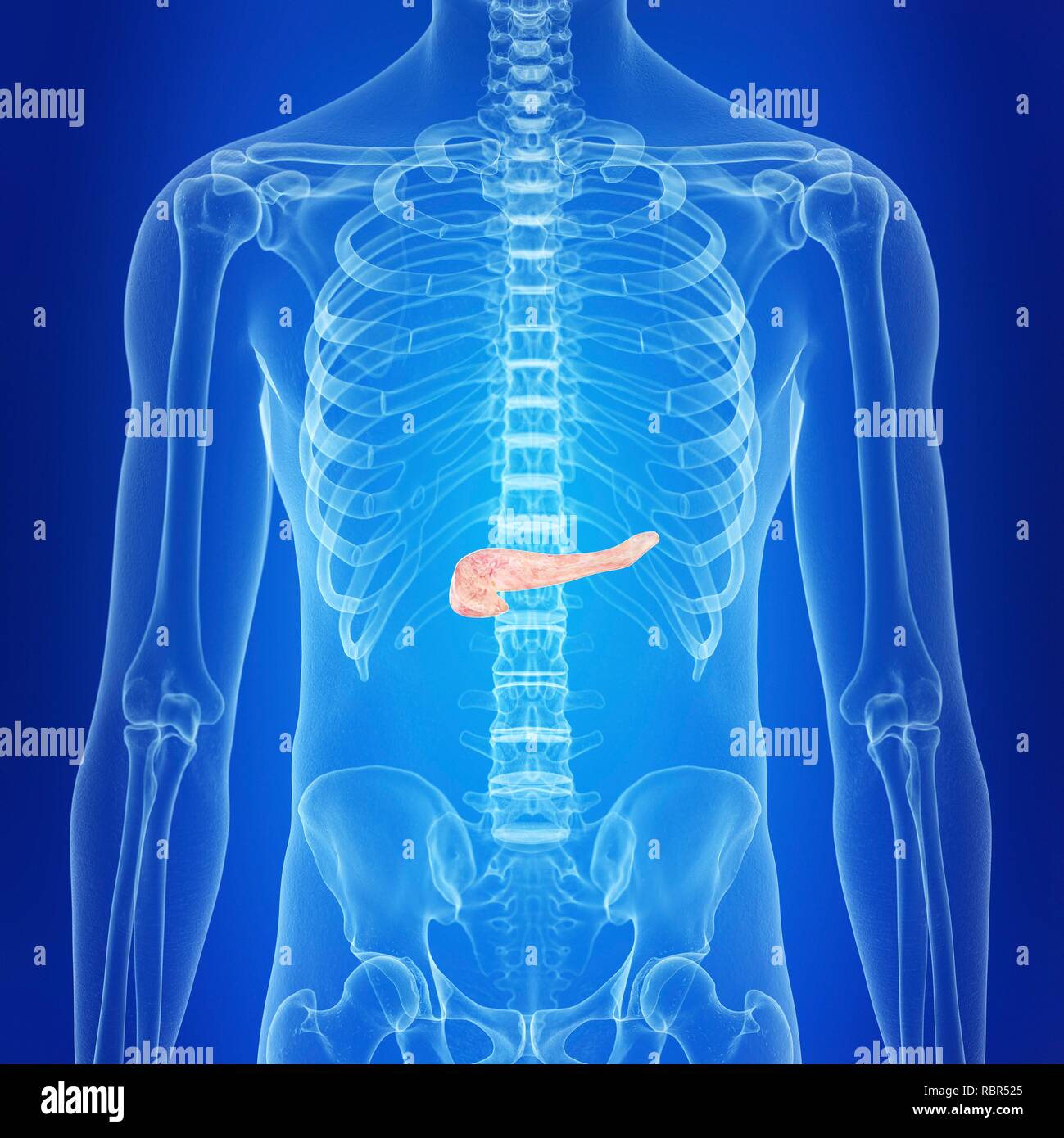 Illustration of a healthy pancreas Stock Photo - Alamy
