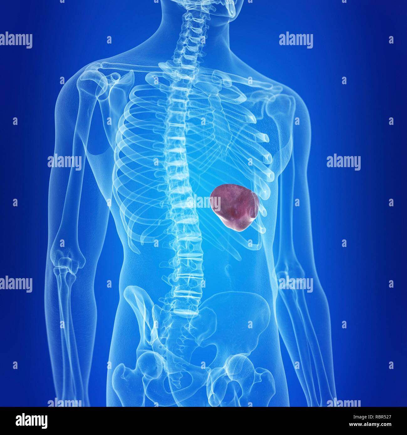 Illustration of the spleen Stock Photo - Alamy