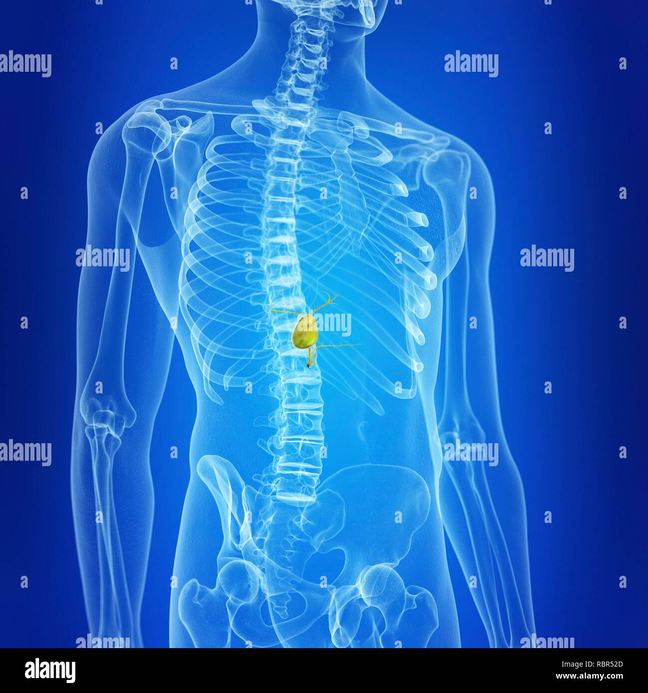 Illustration of the gallbladder Stock Photo - Alamy