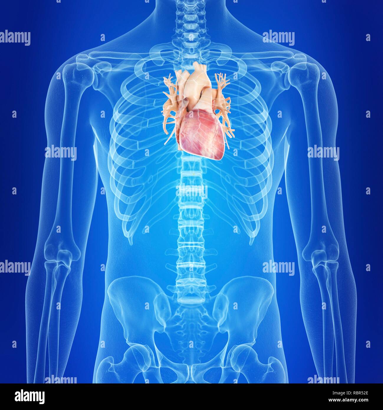 Illustration of the human heart Stock Photo - Alamy