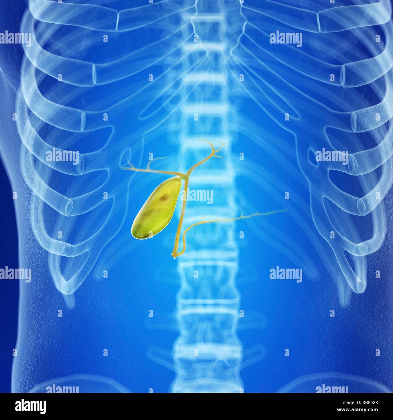 Illustration of a healthy gallbladder Stock Photo - Alamy