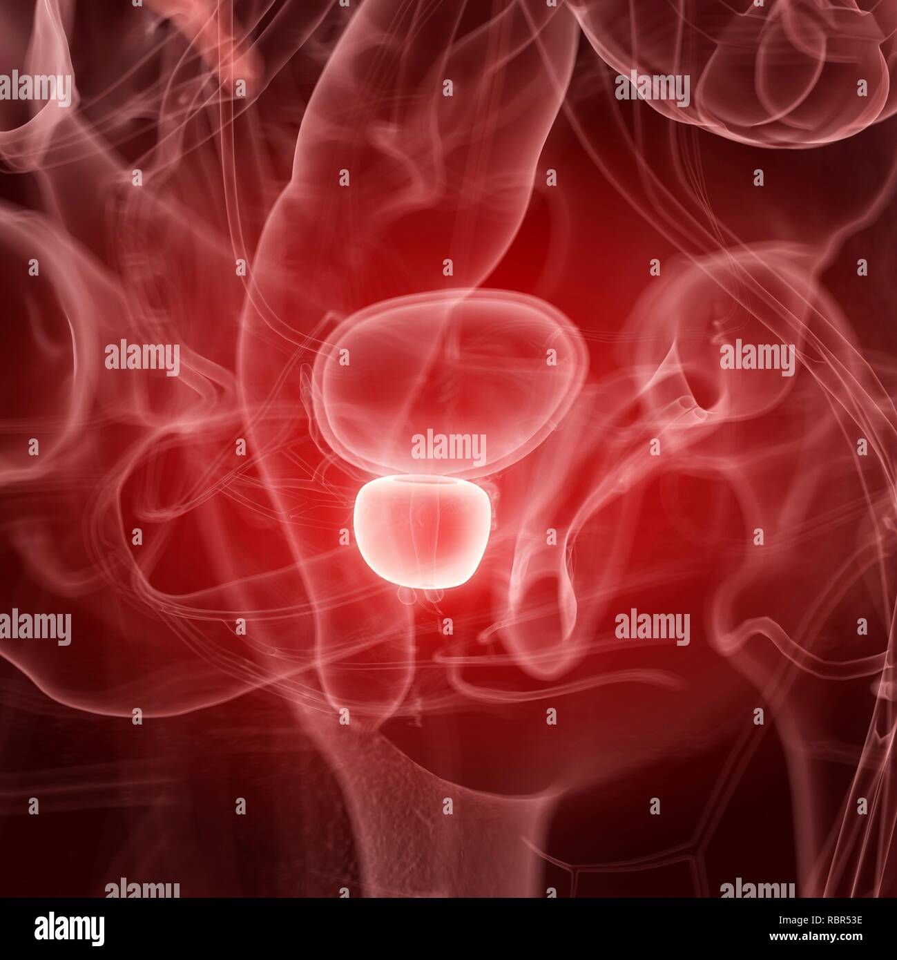 Illustration of the human prostate Stock Photo - Alamy