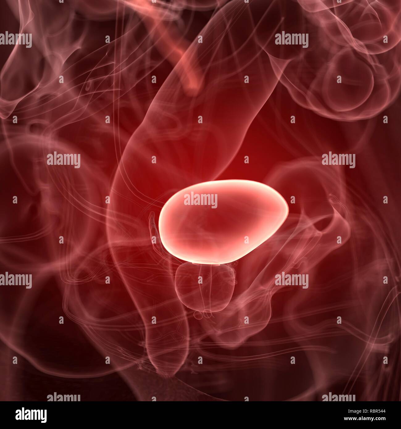 Illustration of the bladder Stock Photo - Alamy
