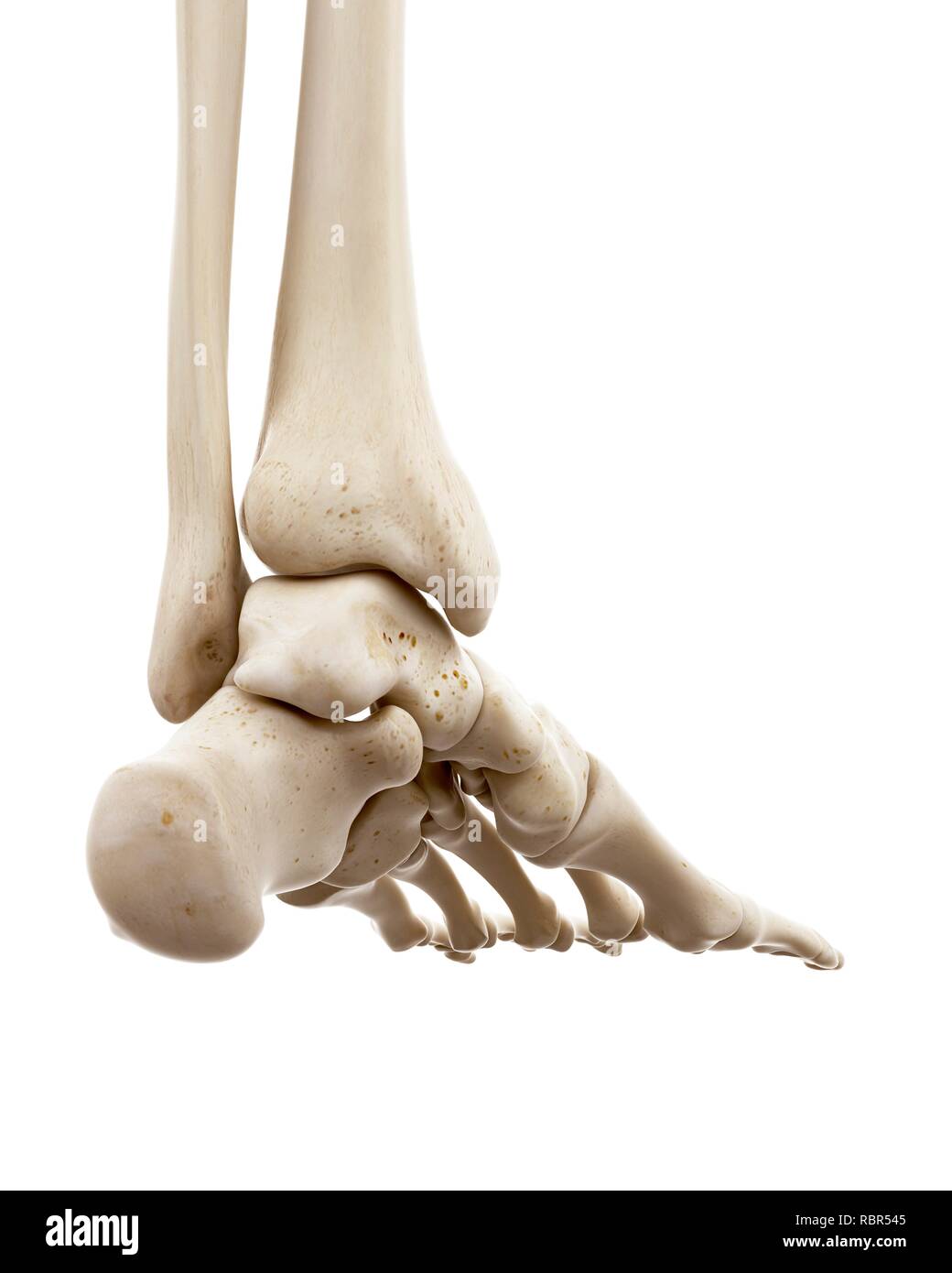 Foot ankle bones anatomy male Cut Out Stock Images & Pictures - Alamy