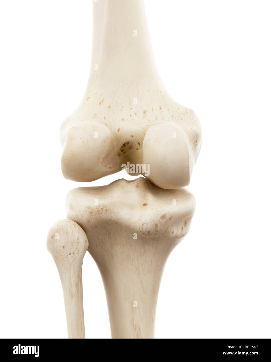 Illustration of human knee bones Stock Photo - Alamy