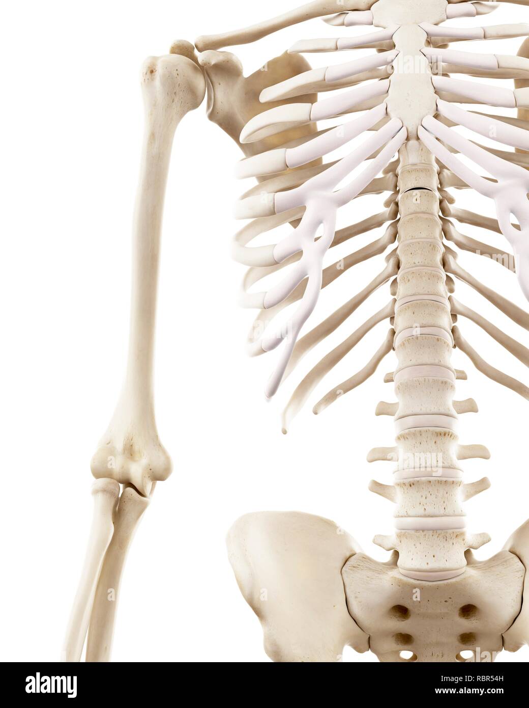 Illustration of the human thorax Stock Photo - Alamy