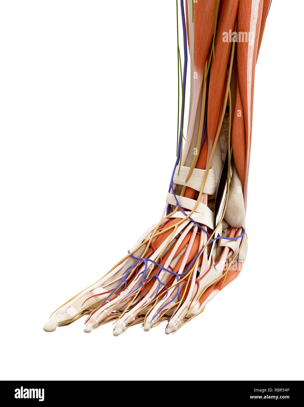 Illustration of the human foot anatomy Stock Photo - Alamy