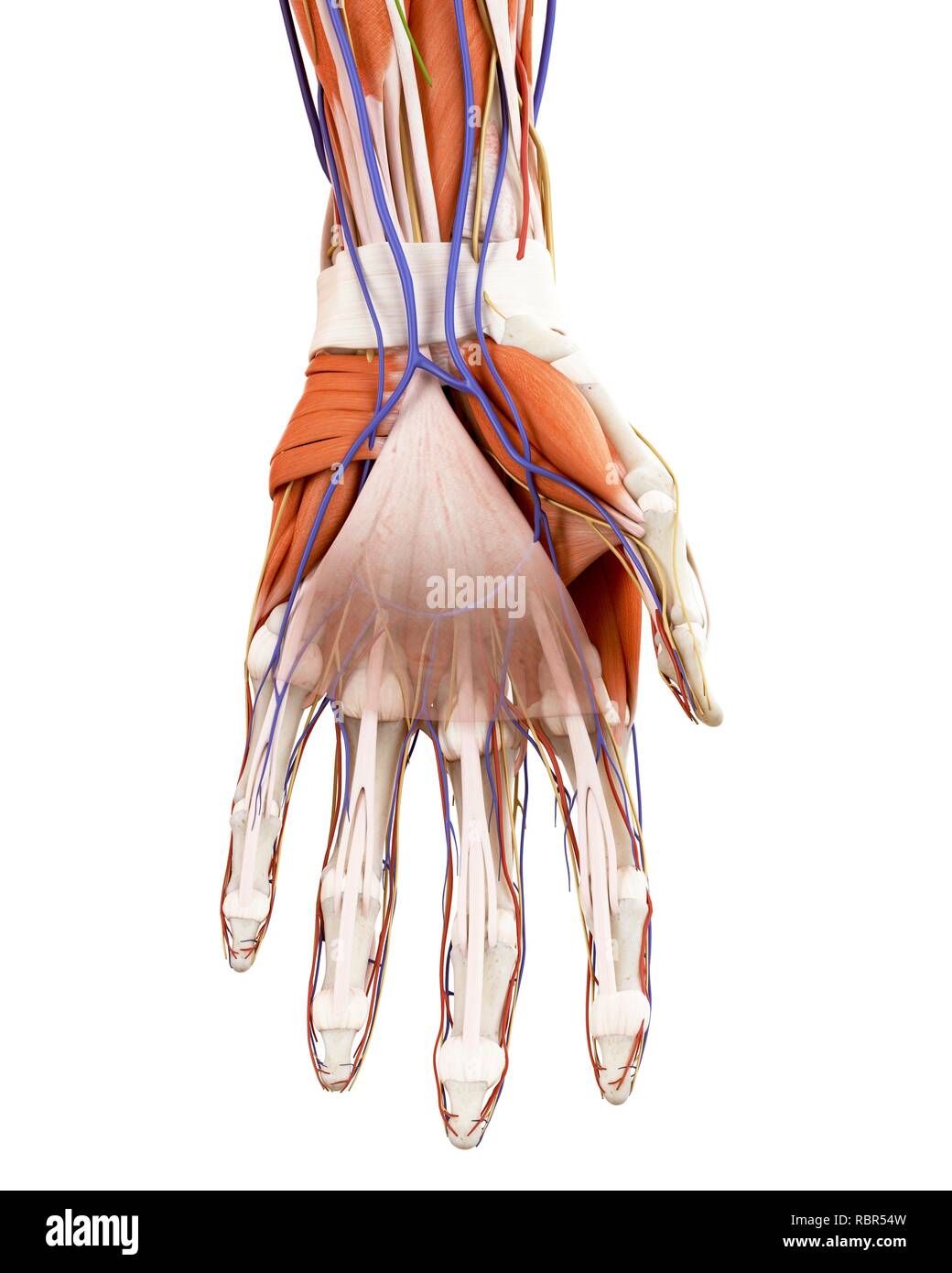 Illustration of the human hand anatomy Stock Photo - Alamy