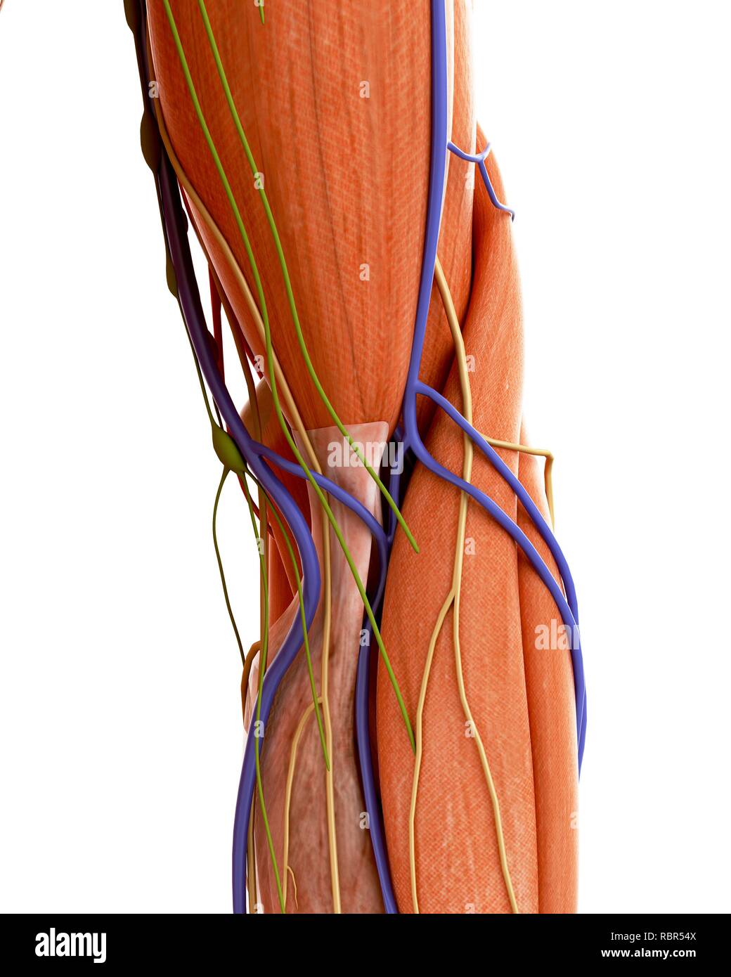 Human Arm Veins High Resolution Stock Photography and Images - Alamy