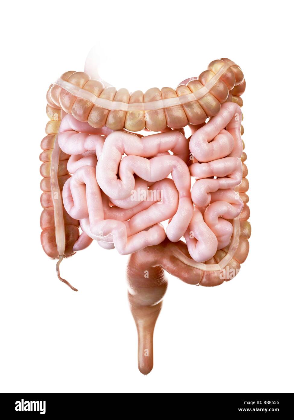 Illustration of the human small and large intestine Stock Photo - Alamy