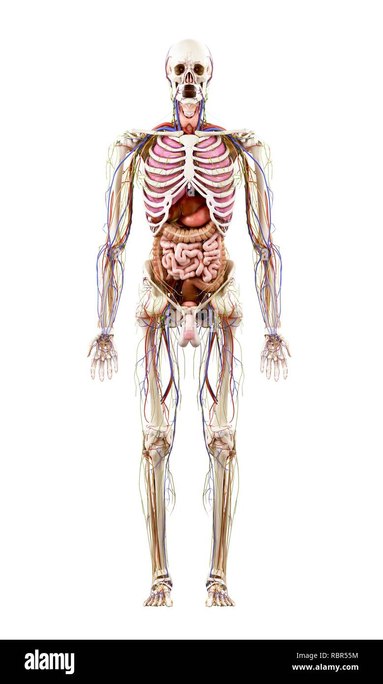Illustration of human anatomy Stock Photo - Alamy