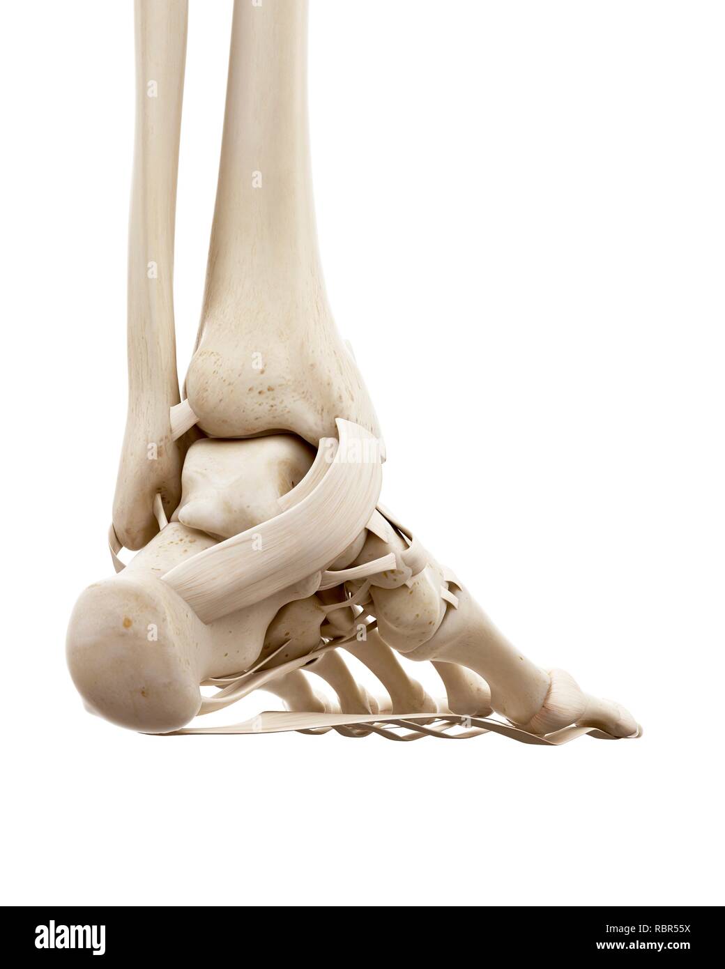 Illustration of the human ankle bones Stock Photo - Alamy
