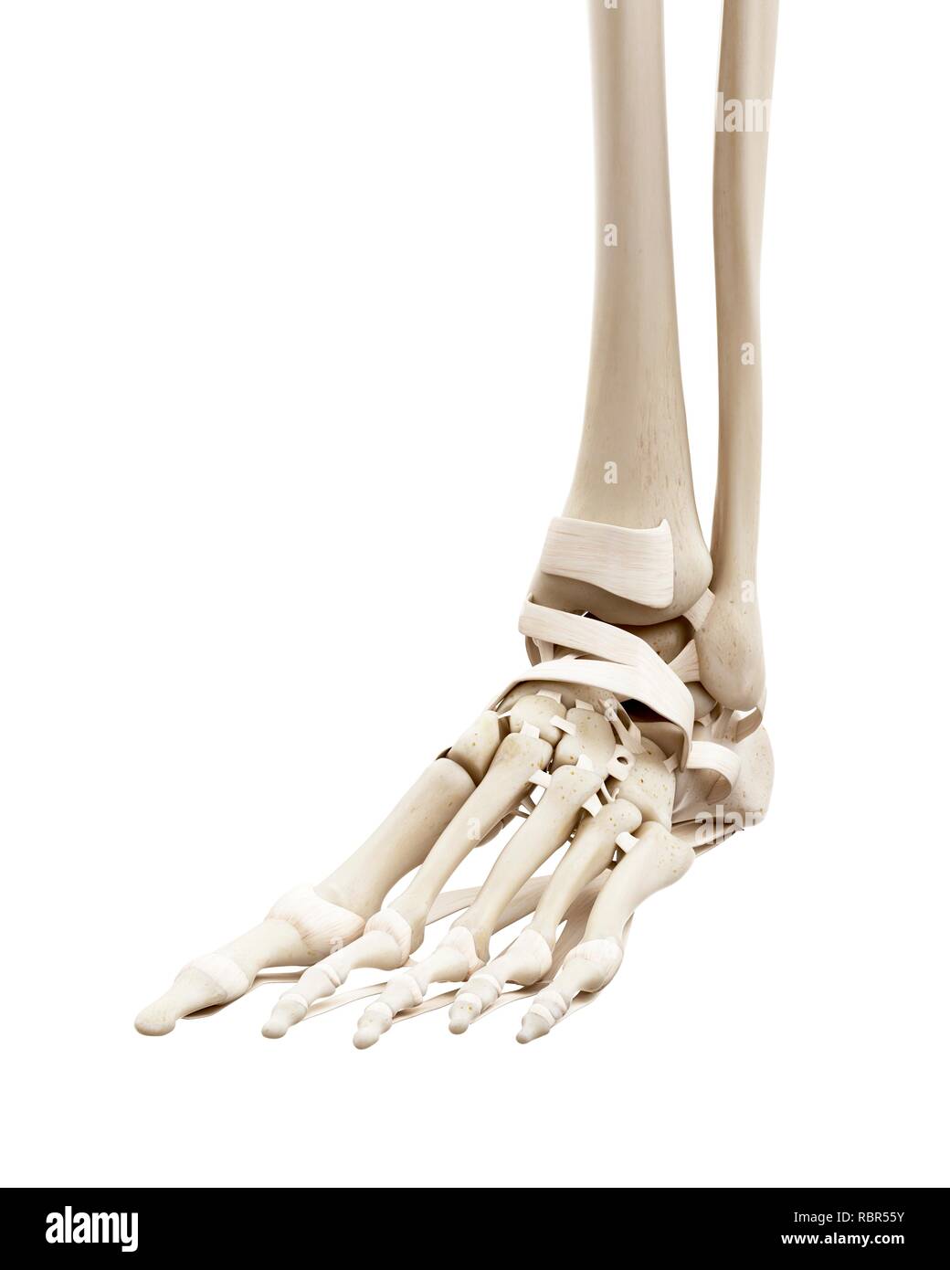 Feet bones anatomy Cut Out Stock Images & Pictures - Alamy