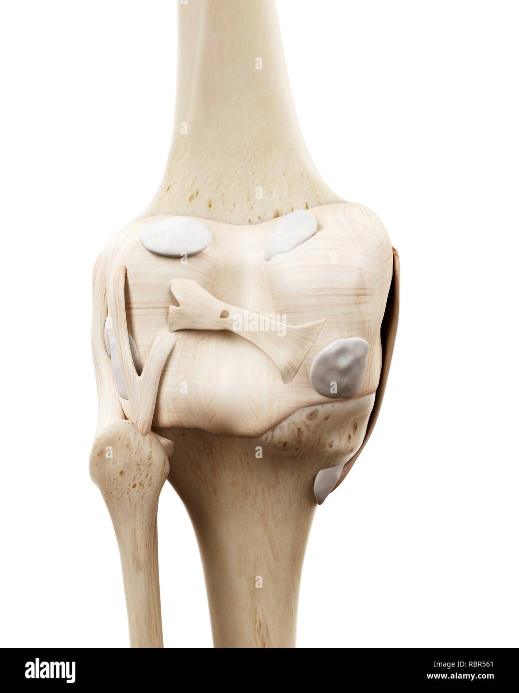 Illustration of the human knee bones Stock Photo - Alamy