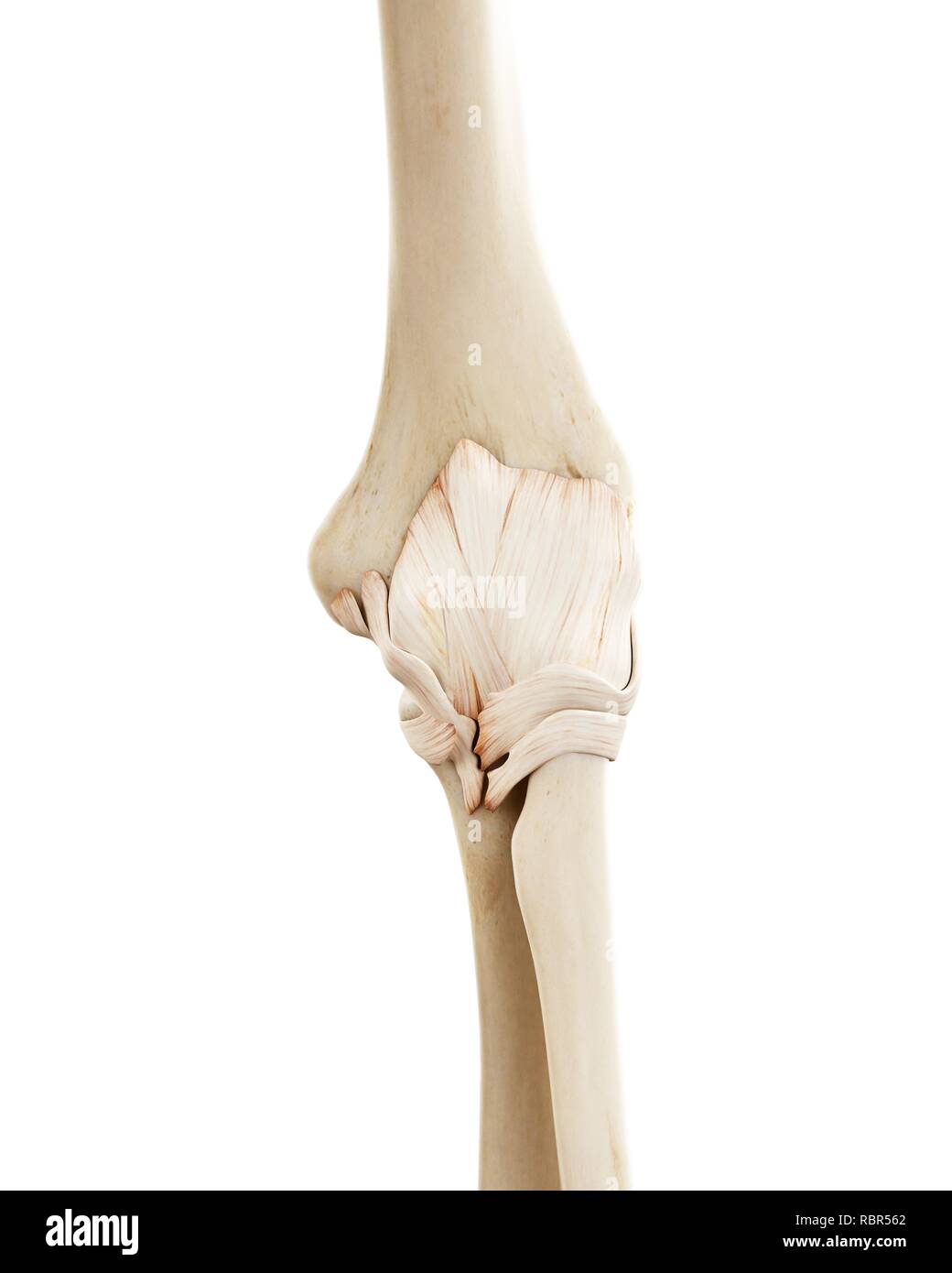 Illustration of the human elbow bones Stock Photo - Alamy