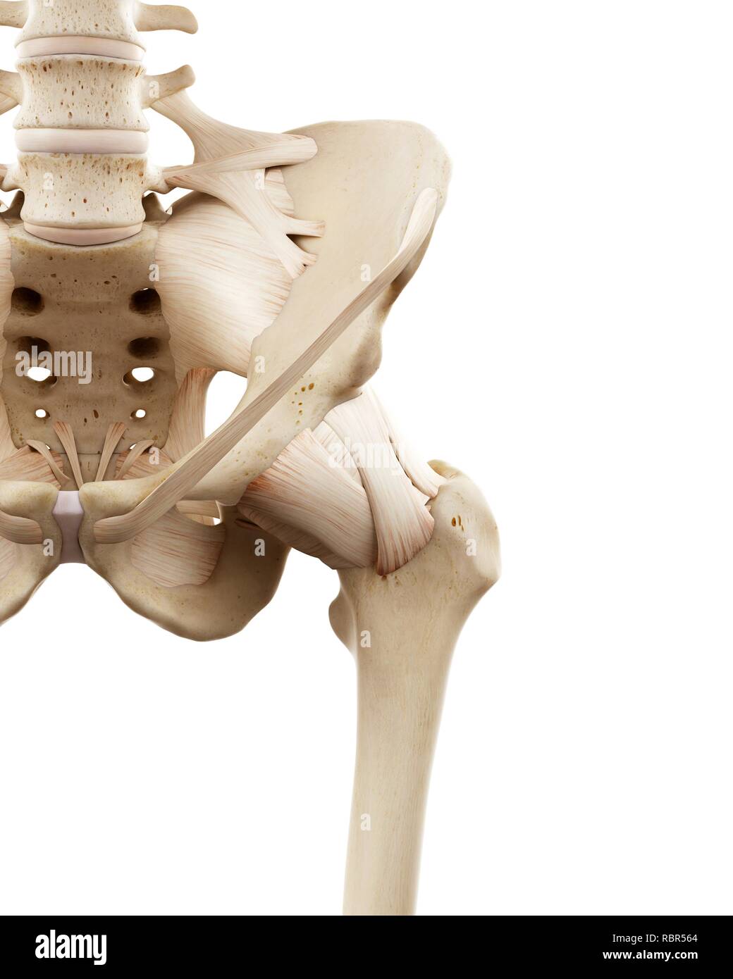 Illustration of the human hip bones Stock Photo - Alamy
