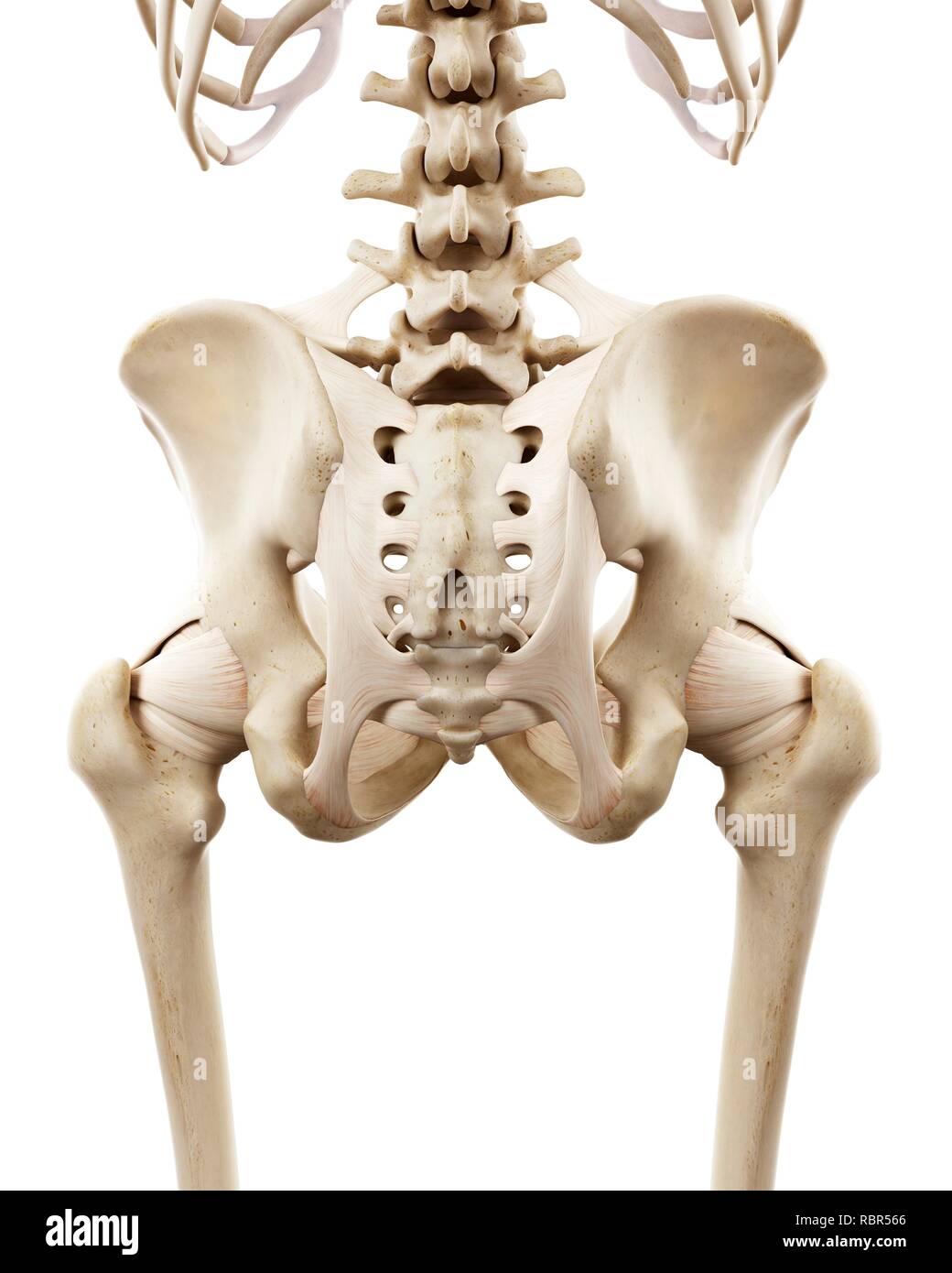 Illustration of the human hip bones Stock Photo - Alamy