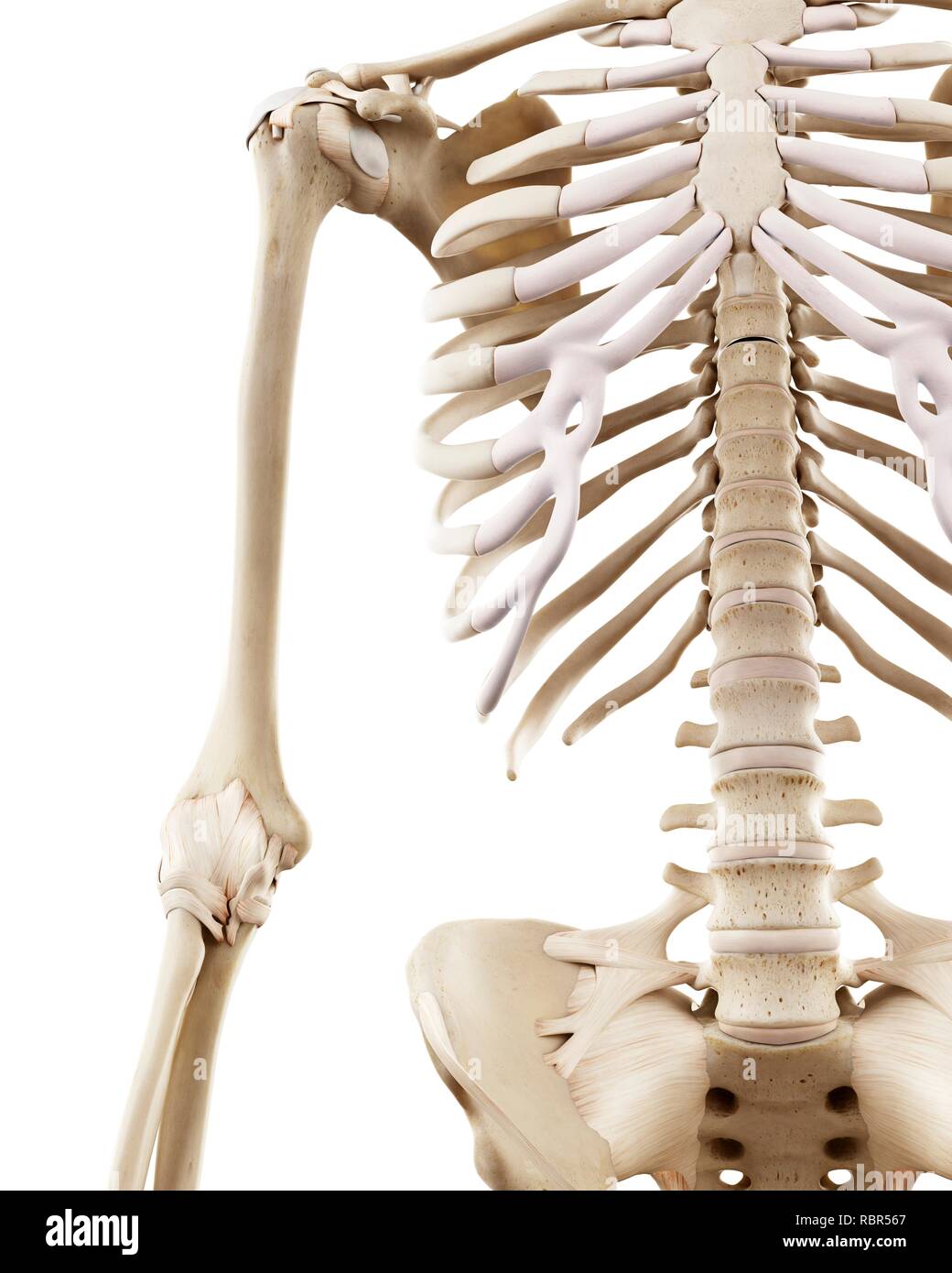 Illustration of the human arm bones Stock Photo - Alamy