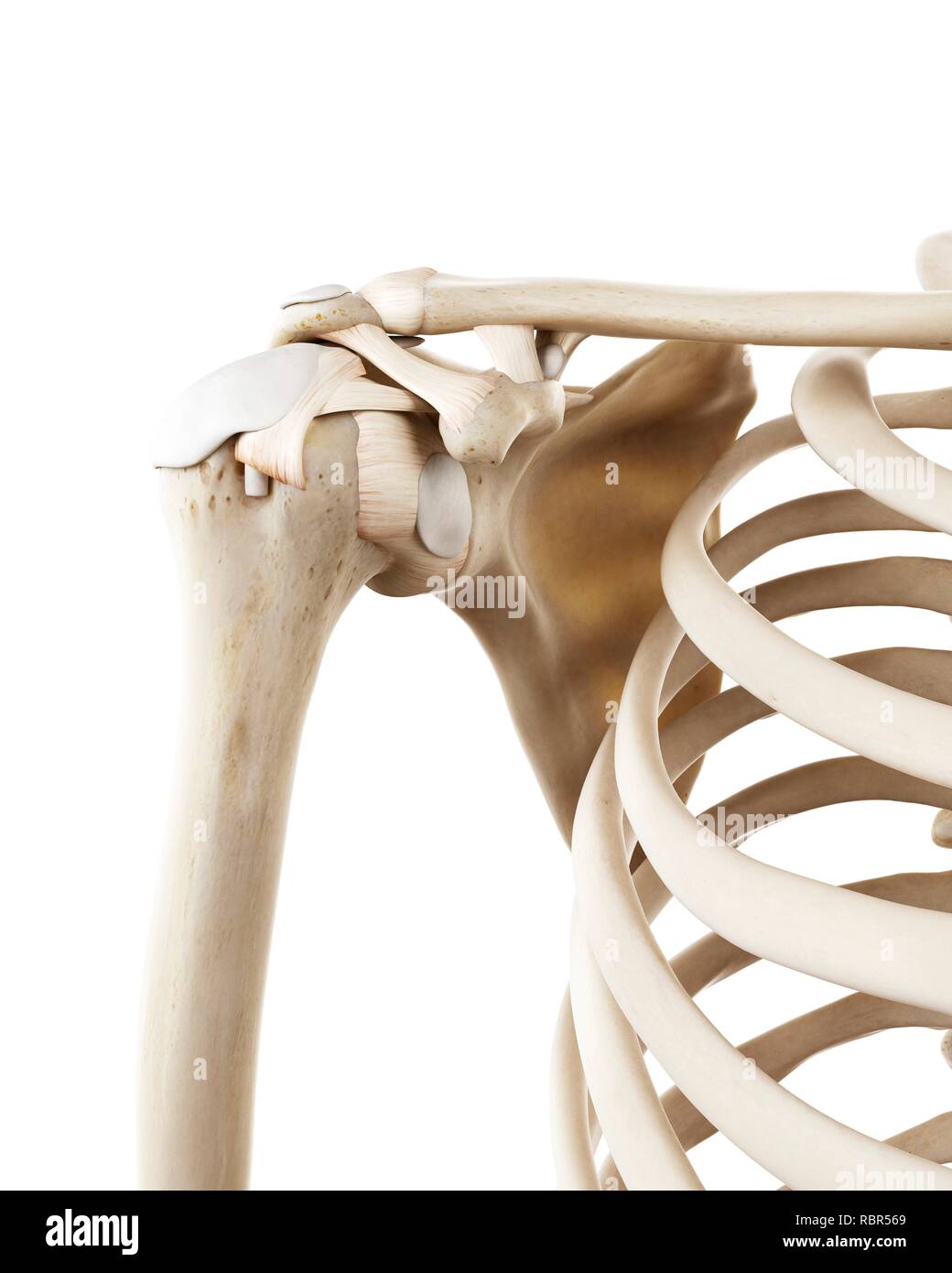 Illustration of the human shoulder bones Stock Photo - Alamy