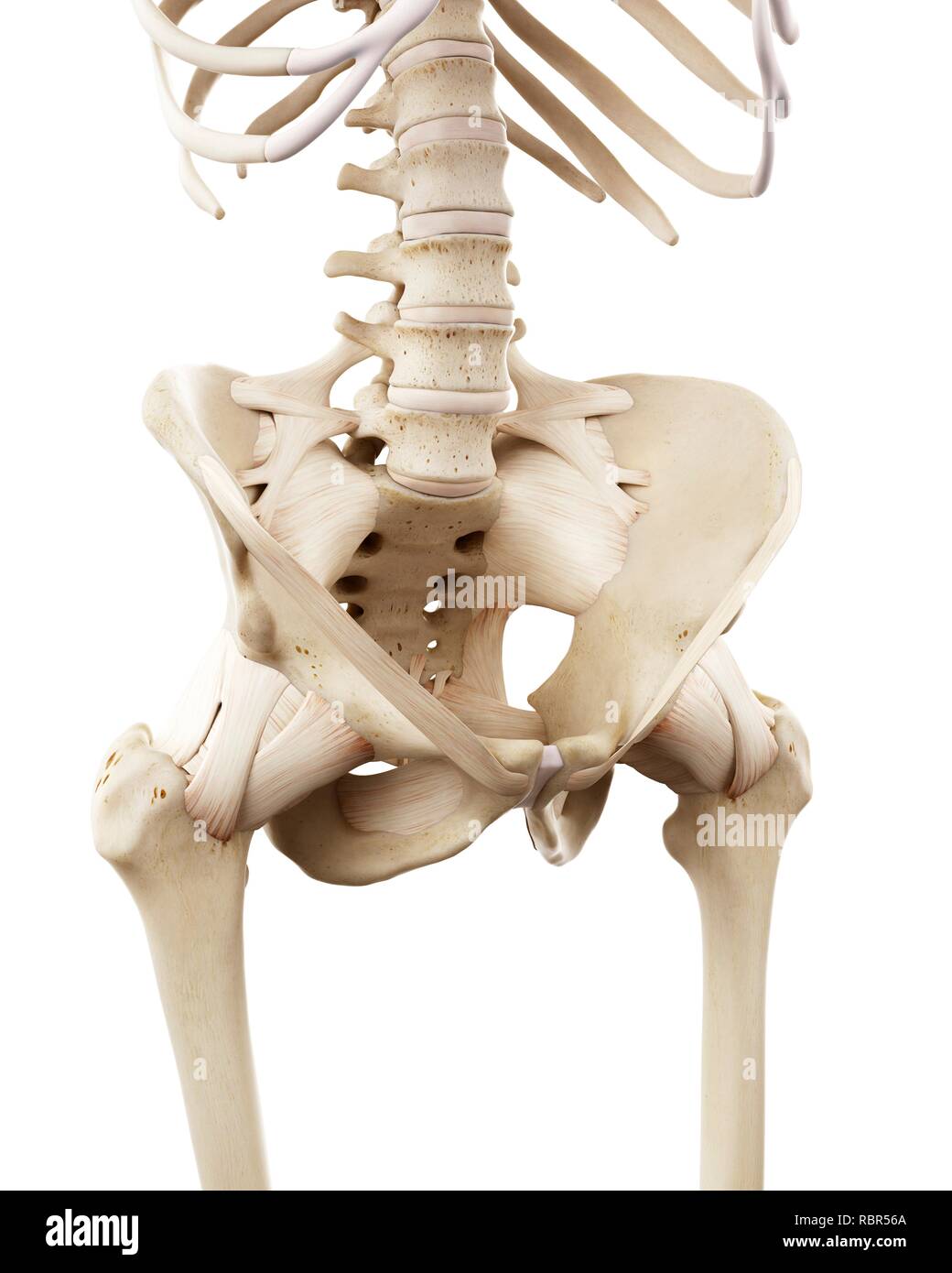 Illustration of the human hip bones Stock Photo - Alamy