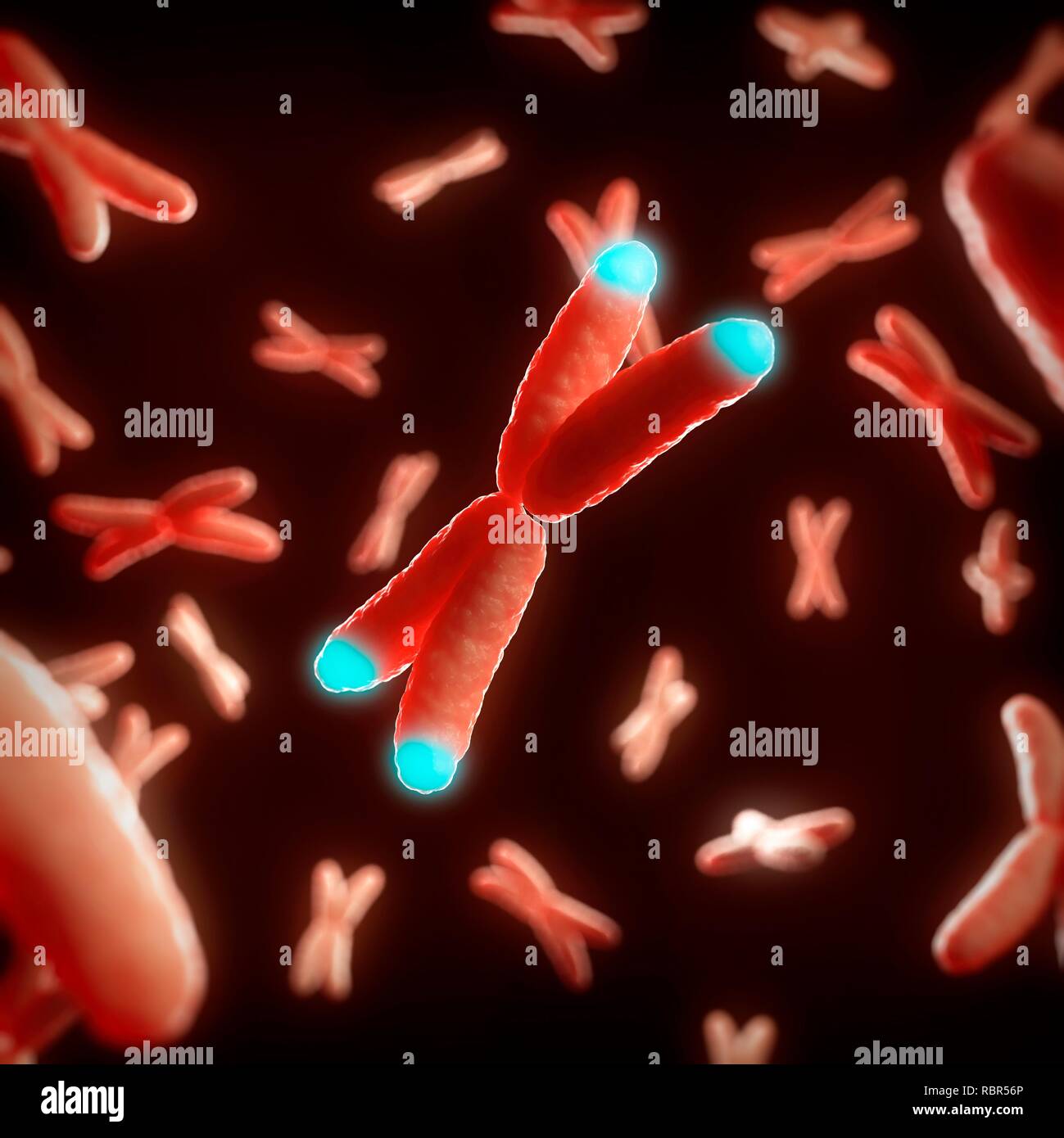 Telomeres aging hi-res stock photography and images - Alamy