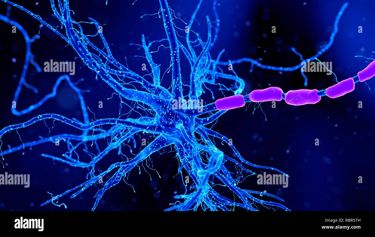 Illustration of a nerve cell Stock Photo - Alamy