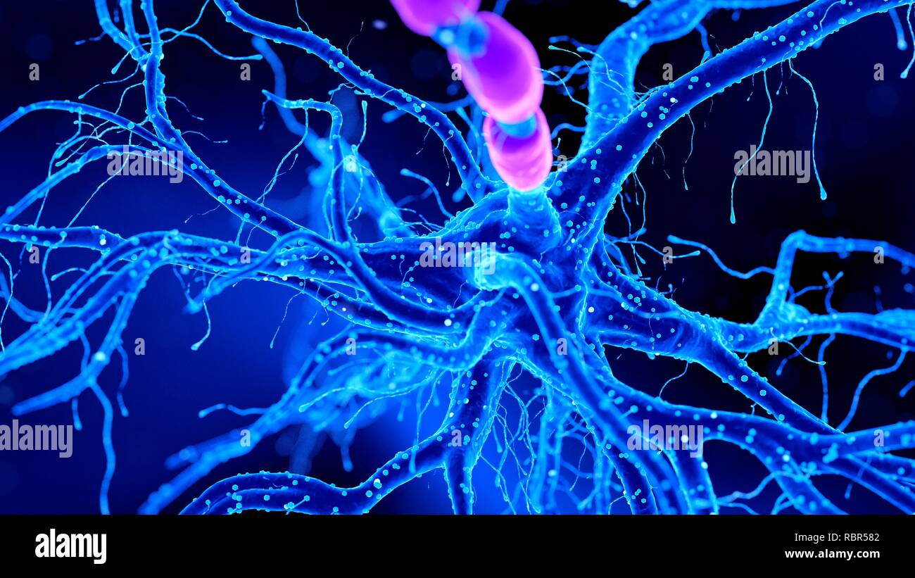 Illustration of a nerve cell Stock Photo - Alamy