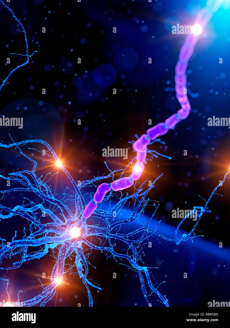 Illustration of an active human nerve cell Stock Photo - Alamy