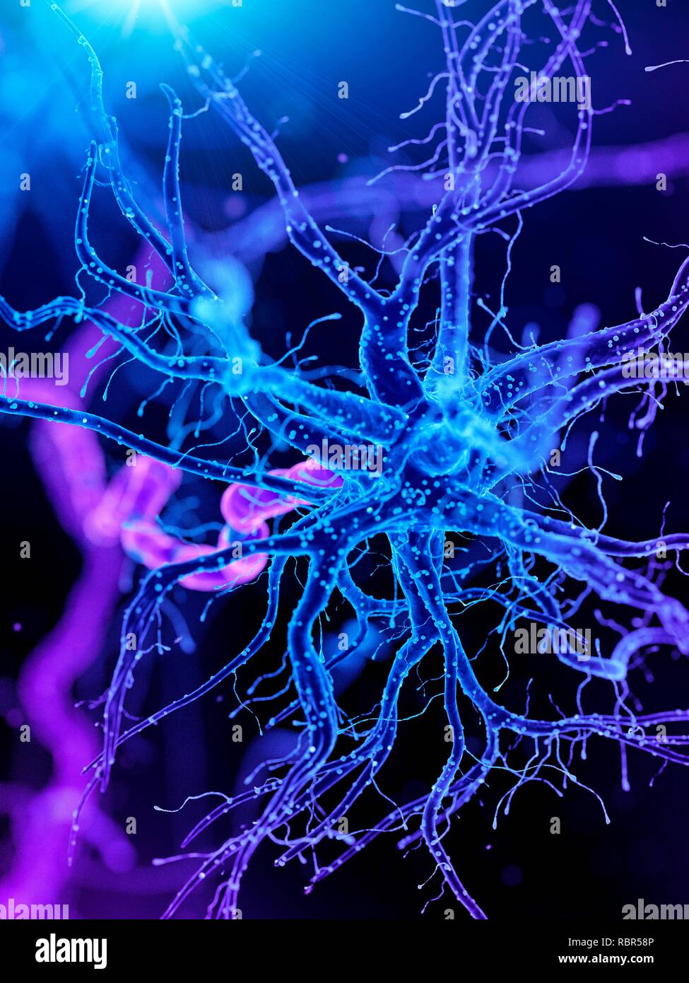 Illustration of a human nerve cell Stock Photo - Alamy