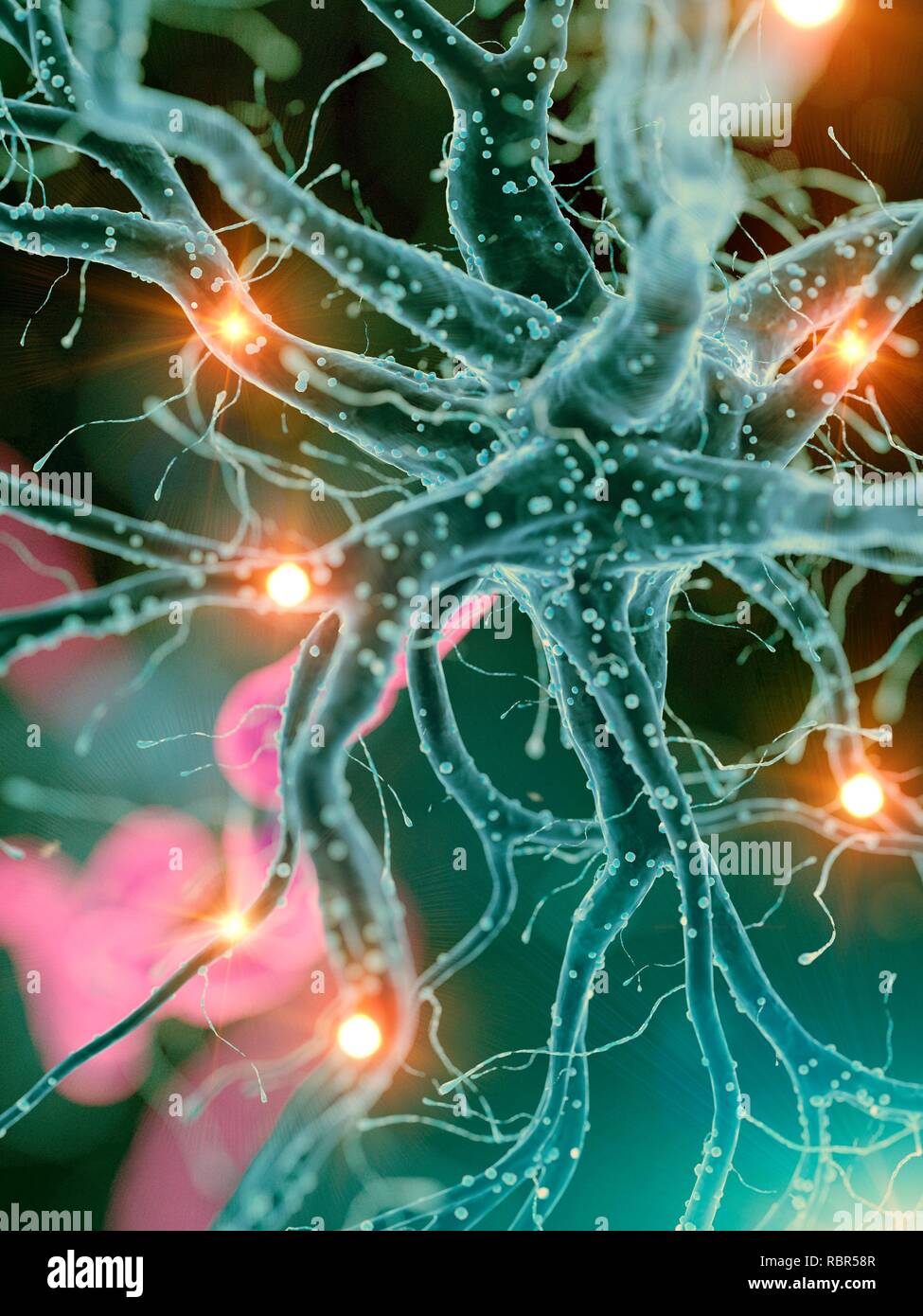 Illustration of an active human nerve cell Stock Photo - Alamy