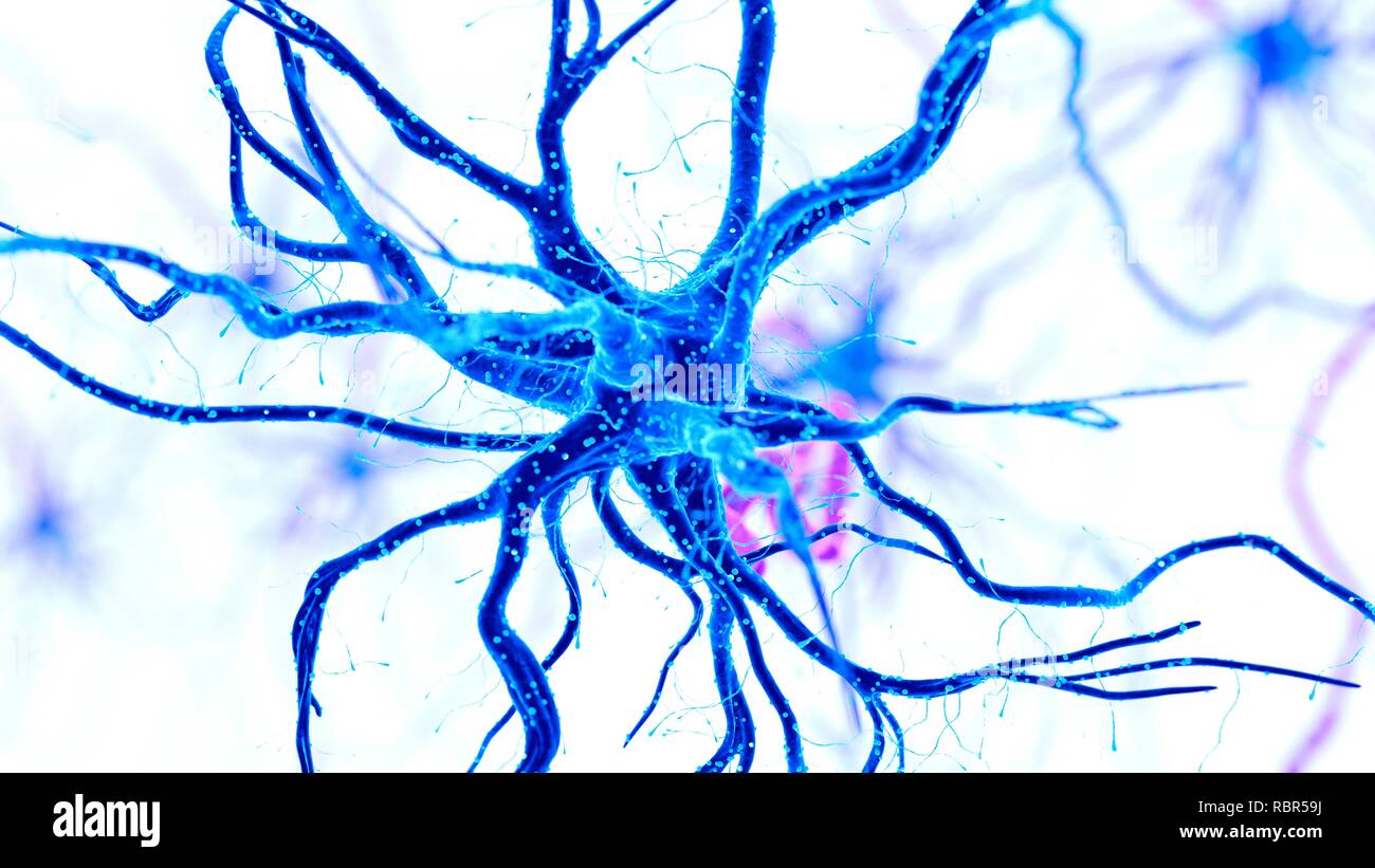 Illustration of a human nerve cell Stock Photo - Alamy