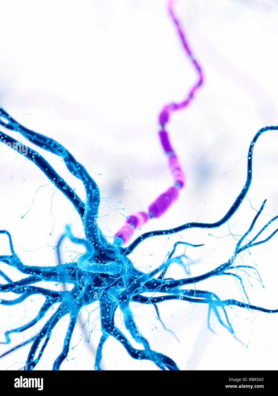 Illustration of a human nerve cell Stock Photo - Alamy