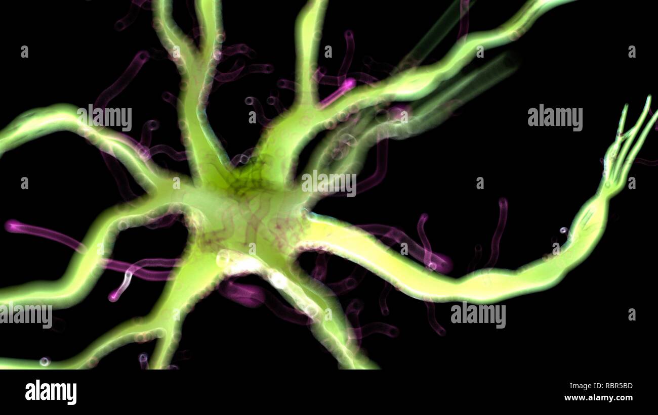 Illustration of a human nerve cell Stock Photo - Alamy
