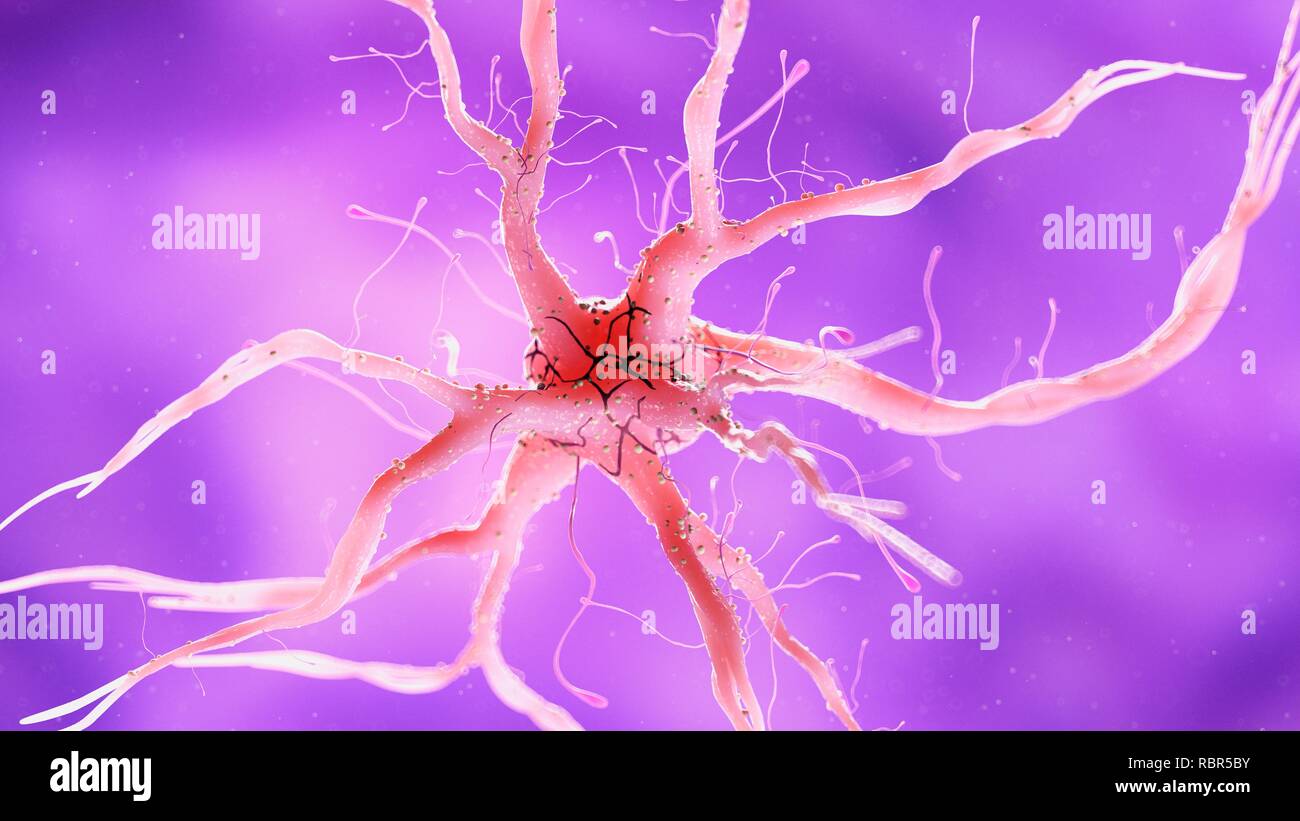 Illustration of a human nerve cell Stock Photo - Alamy