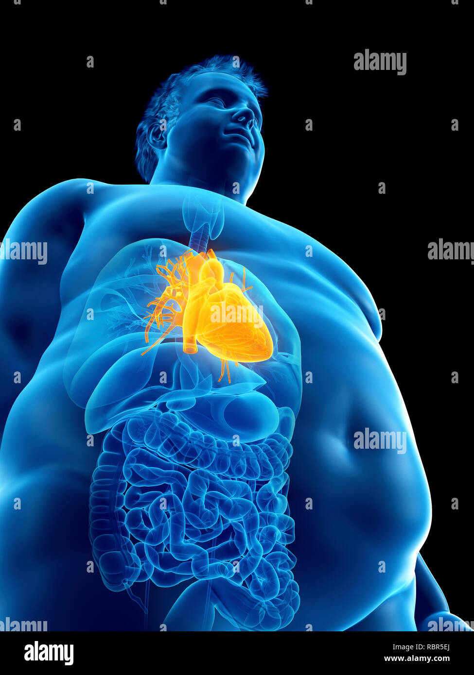 3d human body fat heart hi-res stock photography and images - Alamy
