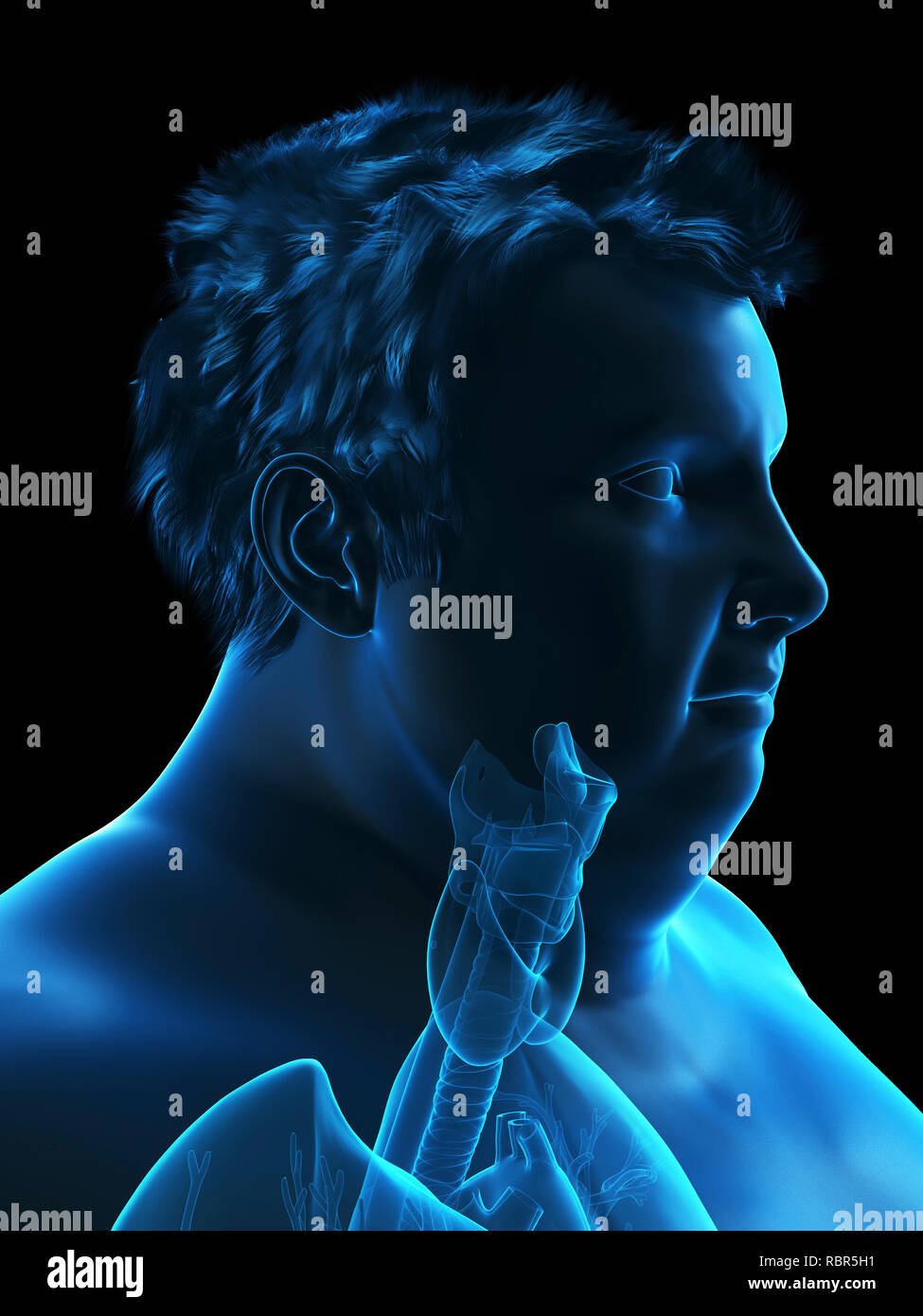 Illustration mans throat anatomy hi-res stock photography and images ...