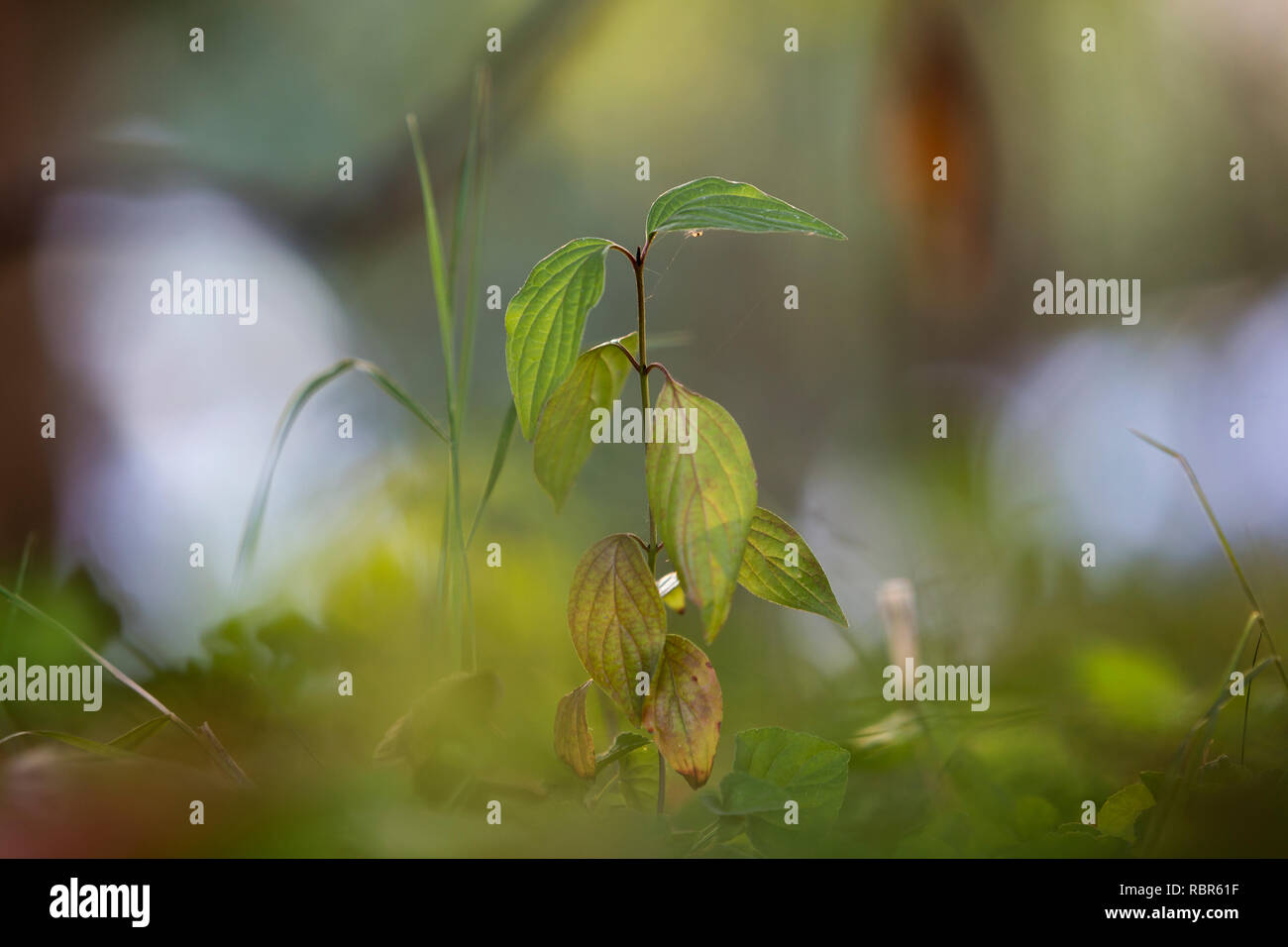 Close-up of isolated young tender tree or grass sprout lit by sun with ...