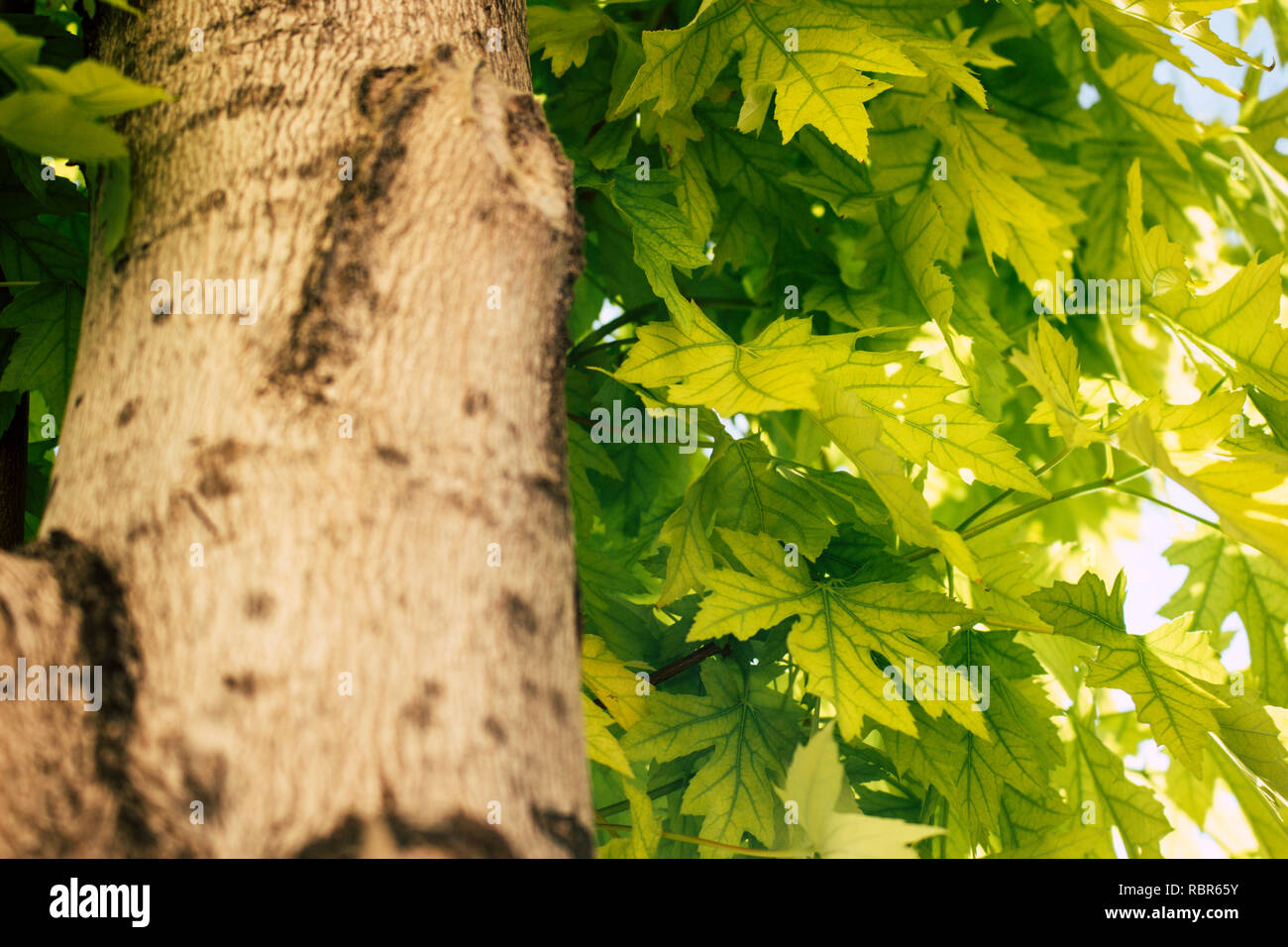 Maple leaf background. Green leaves on a sunny day Stock Photo - Alamy
