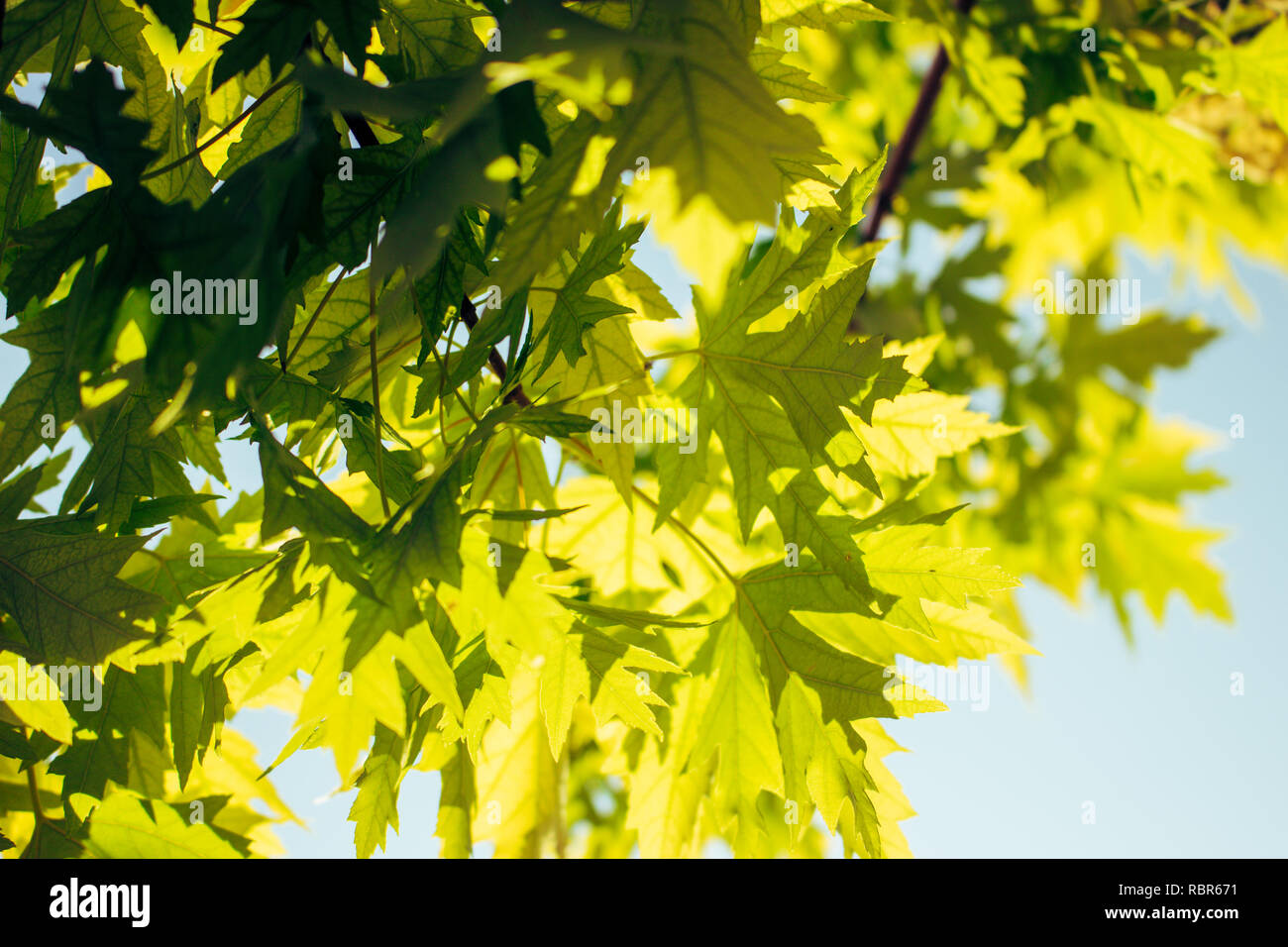 Maple leaf background. Green leaves on a sunny day Stock Photo - Alamy