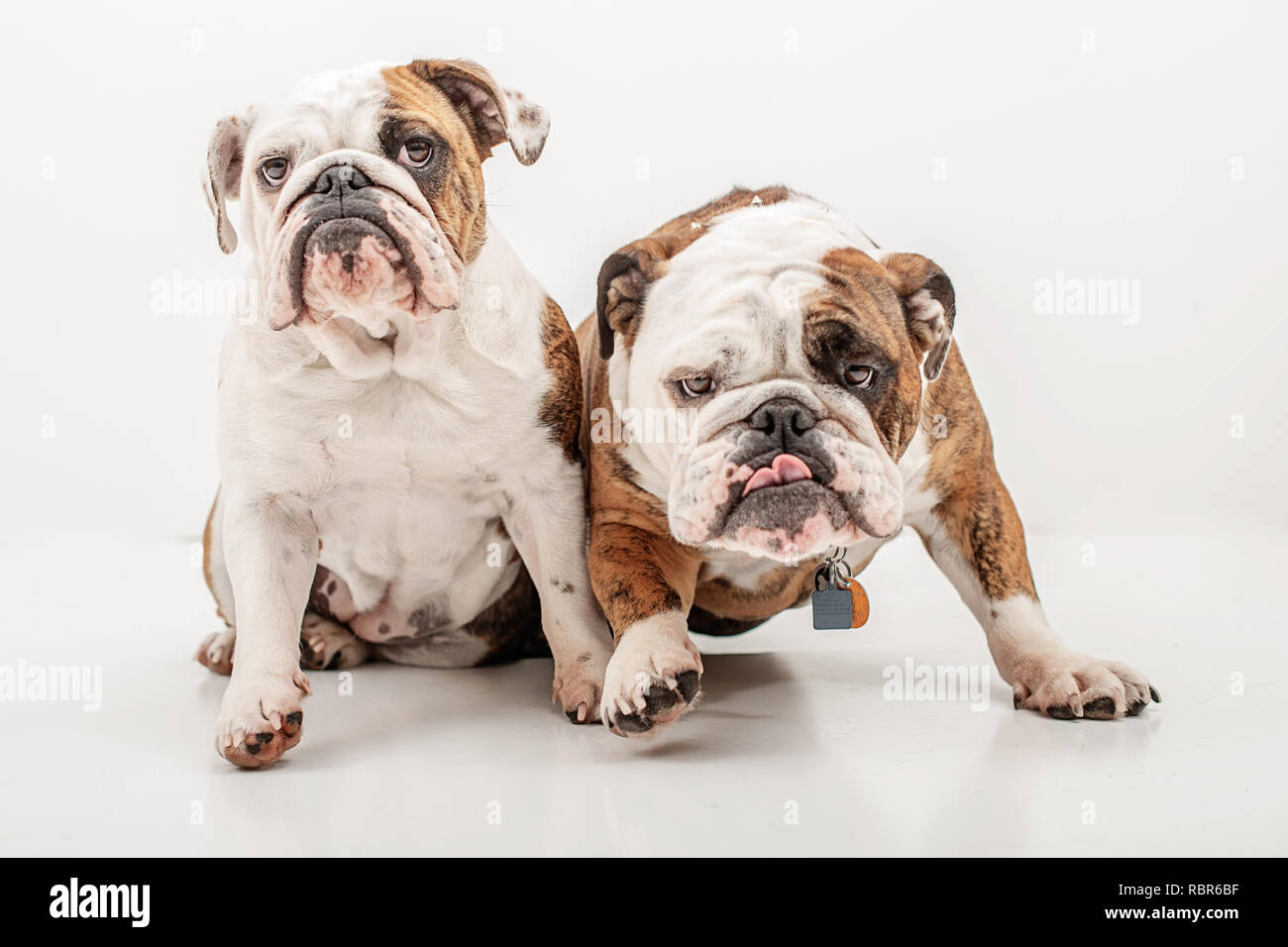 english bull dog Stock Photo - Alamy