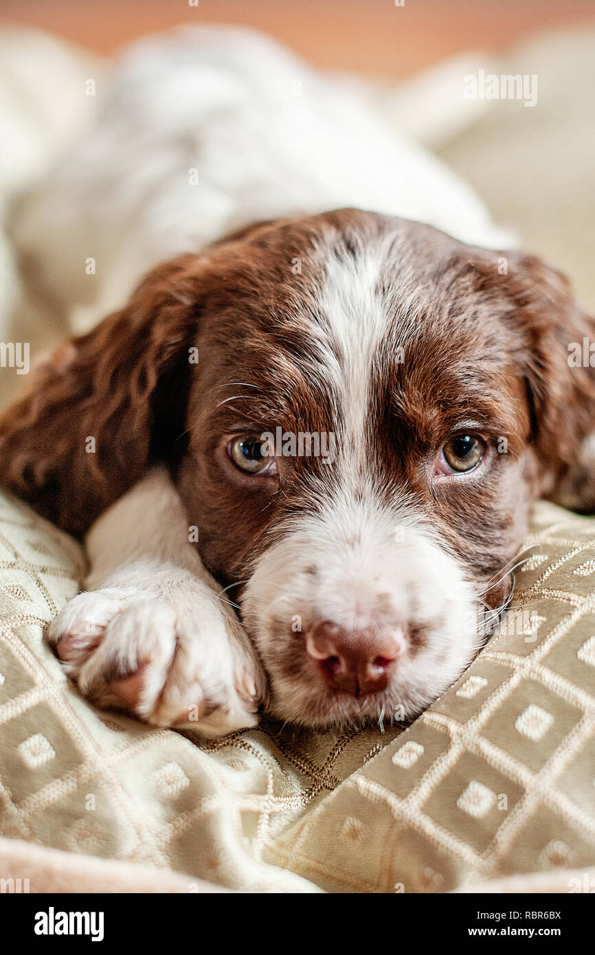 Springer Spaniel Puppy Stock Photo - Alamy
