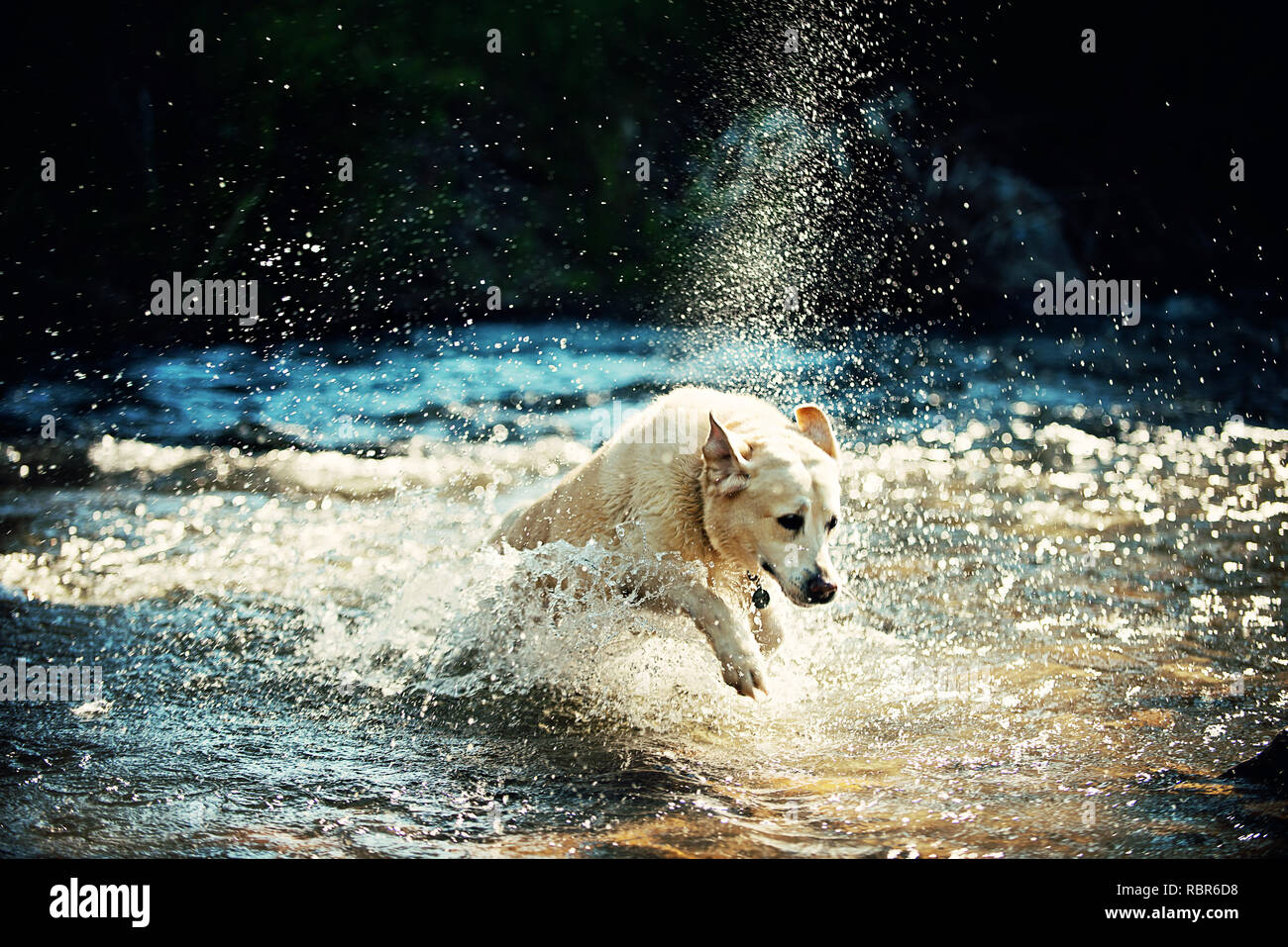 labrador in water Stock Photo - Alamy