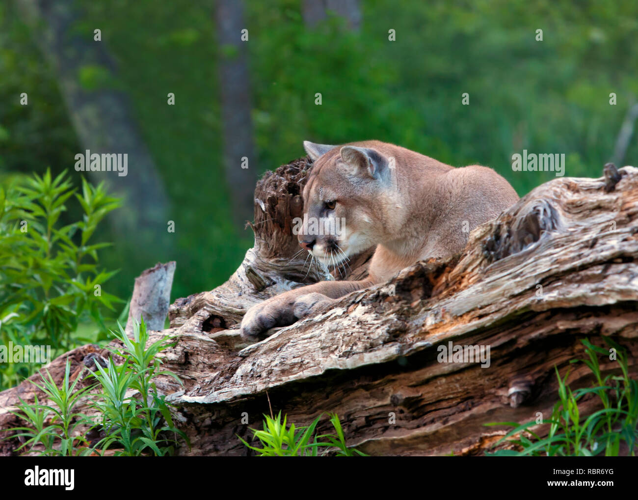 Lion on log hi-res stock photography and images - Alamy
