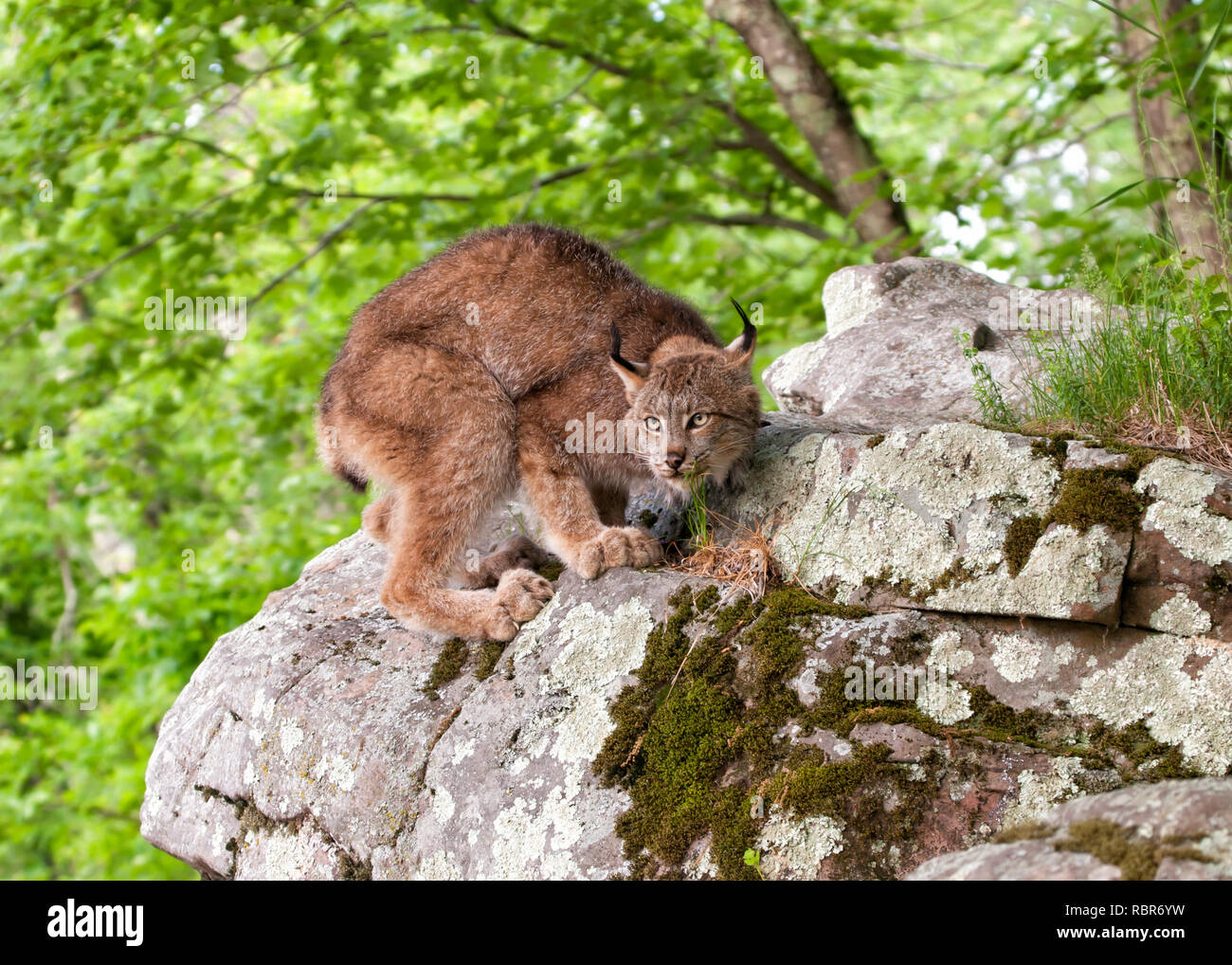 Crouching lynx hi-res stock photography and images - Alamy